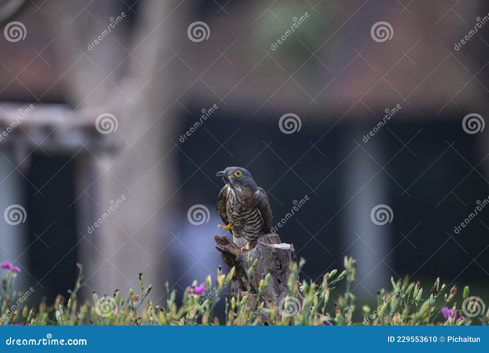 Large Hawk - Cuckoo stock photo. Image of spaverioides - 229553610