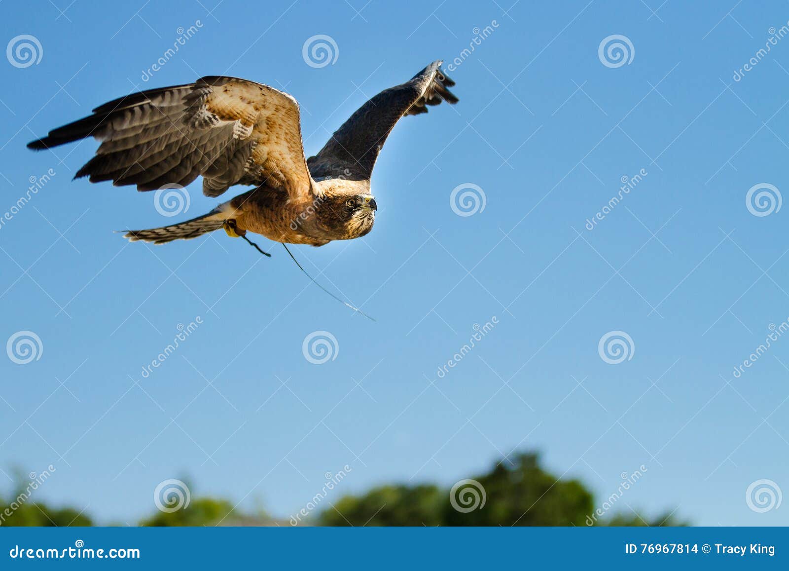 Large Hawk Flying through the Sky Stock Photo - Image of summer ...
