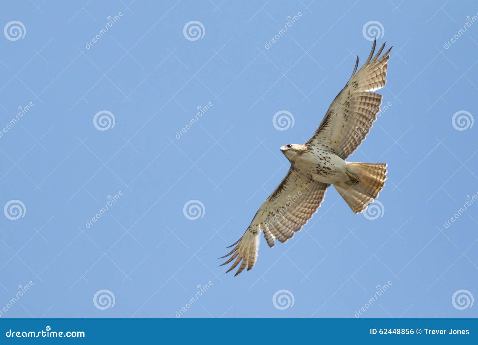 Large Hawk Flying through the Springtime Clear Blue Sky Stock Photo ...