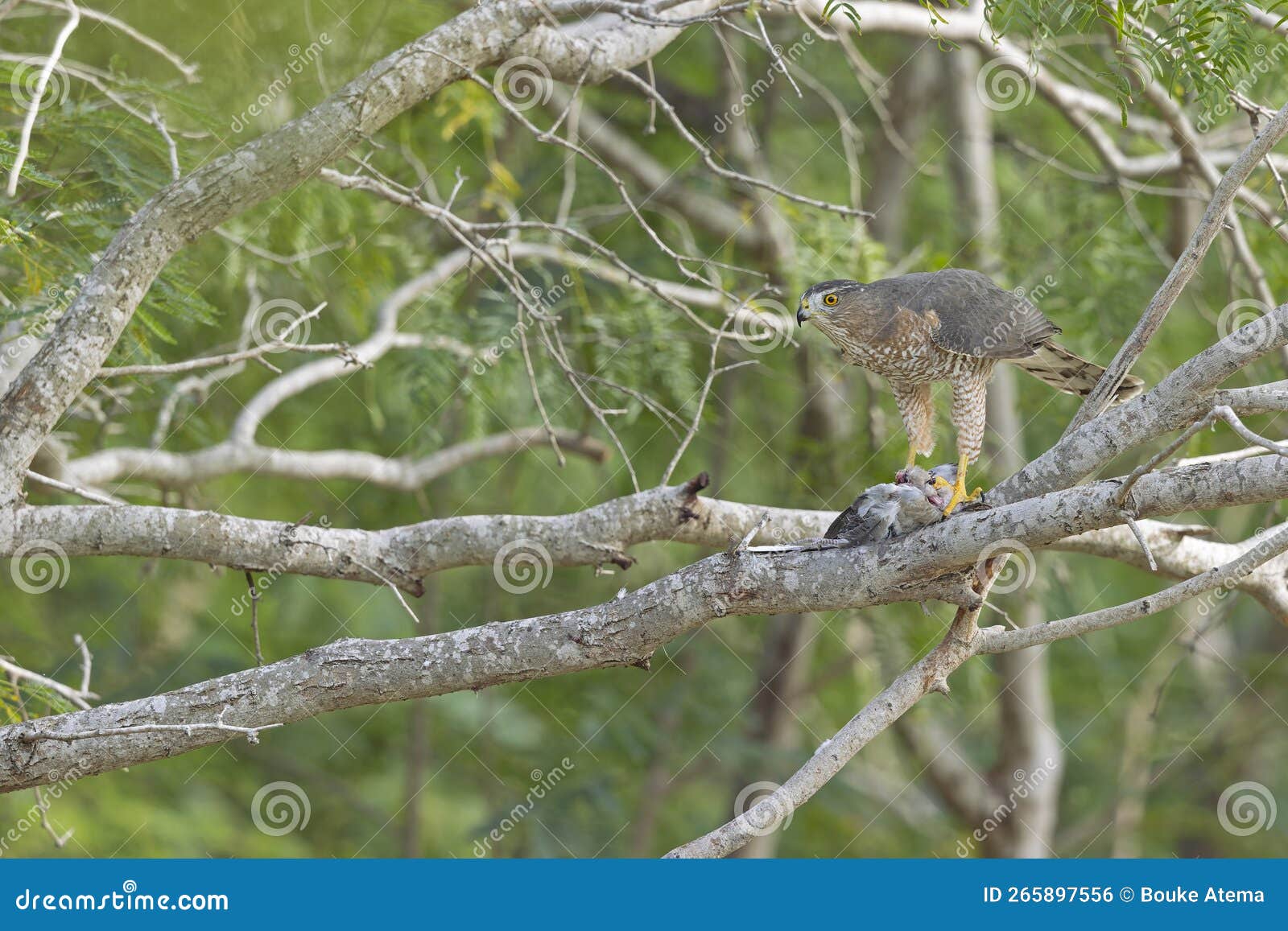 A Cooper`s Hawk Feasting on a Dove in a Tree. Stock Photo - Image of ...
