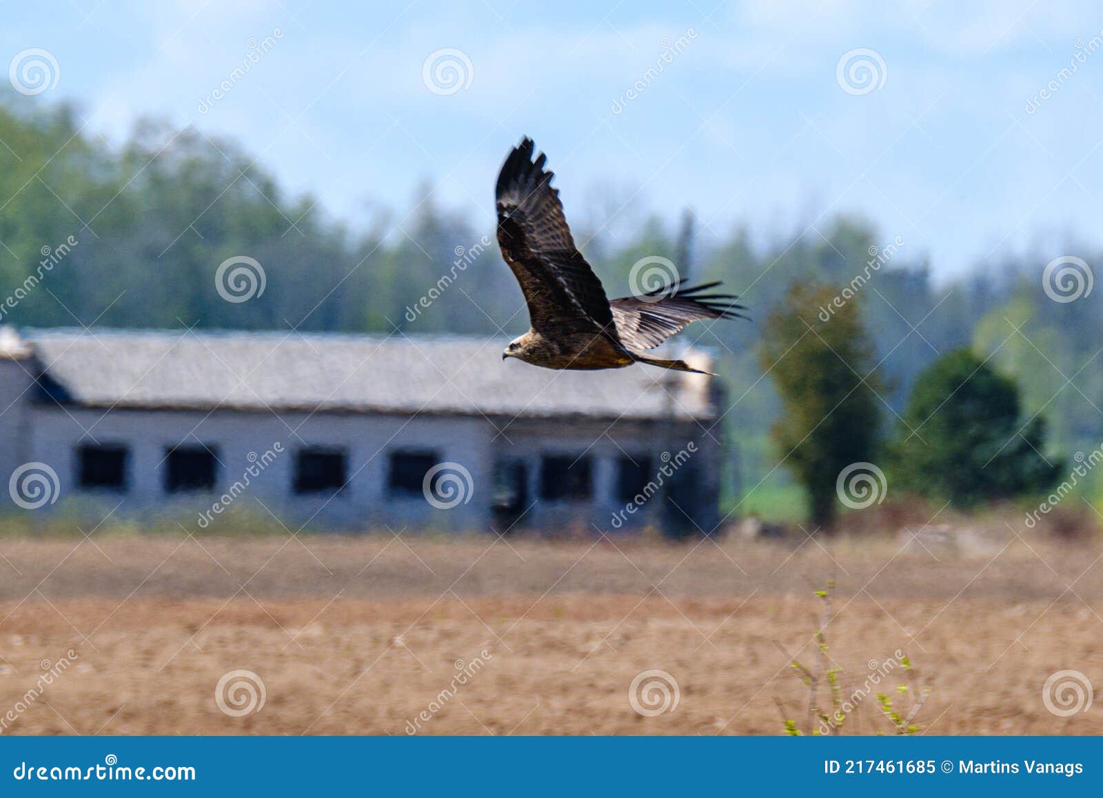 Large Hawk Hunting for Pray Above Fields Stock Image - Image of seabird ...