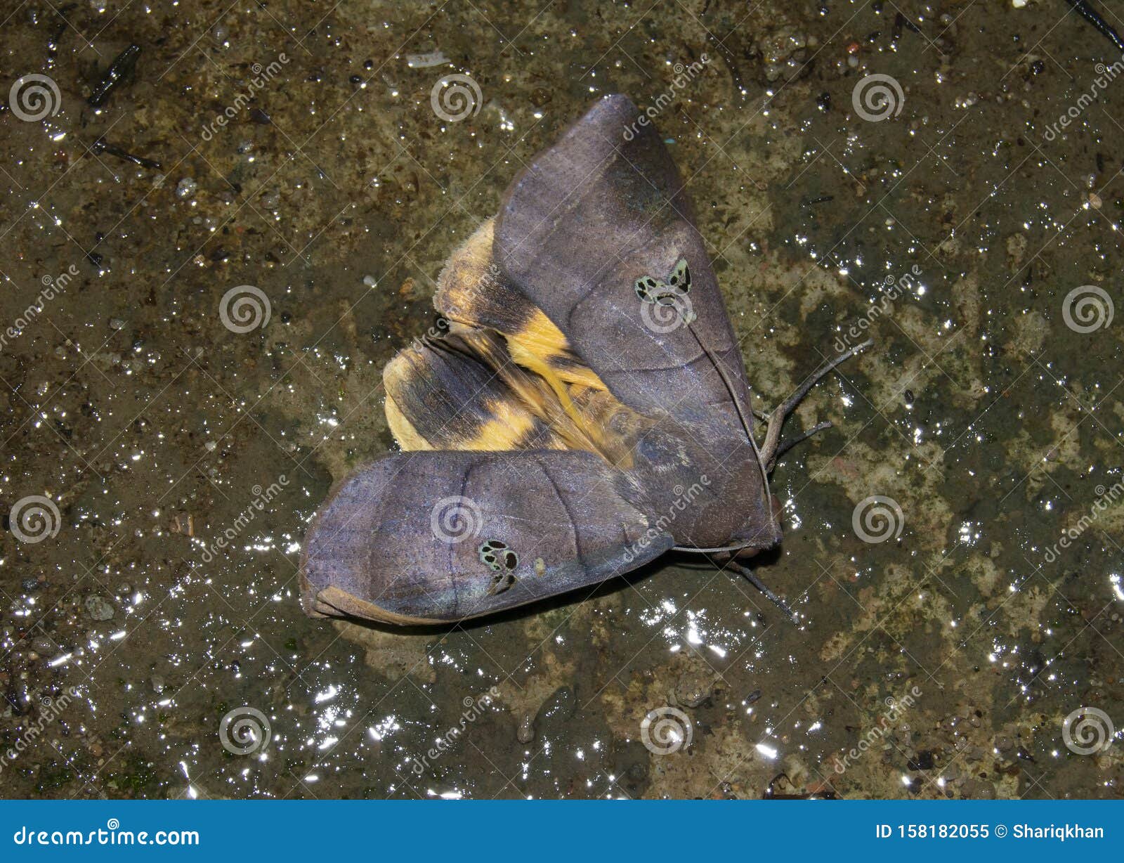 Large Hawk Moth with Colorful Wing Pattern Stock Image - Image of ...