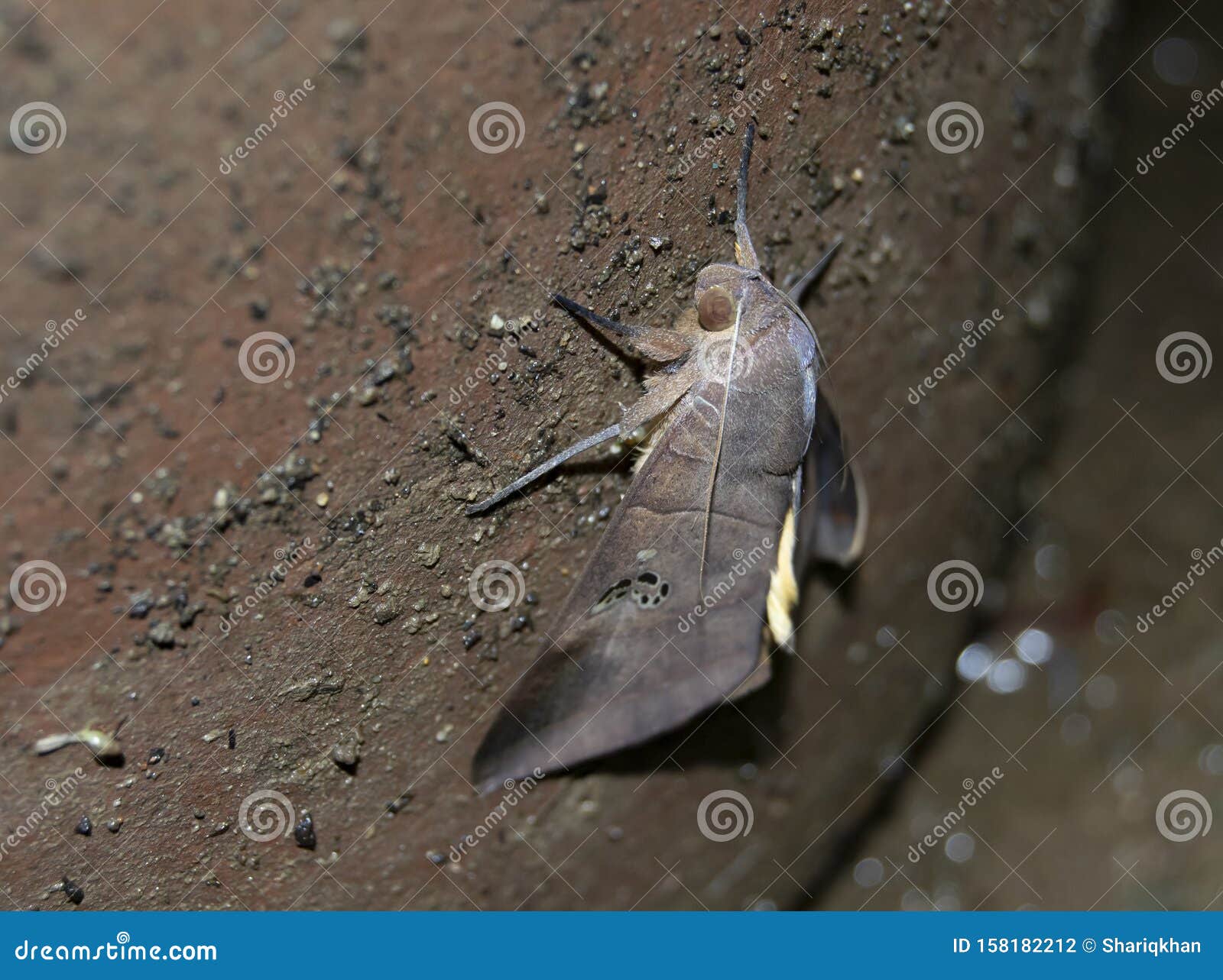 Large Hawk Moth Side Profile Stock Photo - Image of insect, center ...