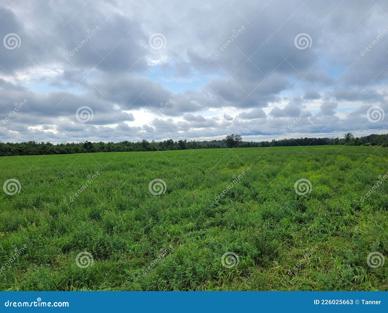 Large hay field stock image. Image of nature, grassland - 226025663
