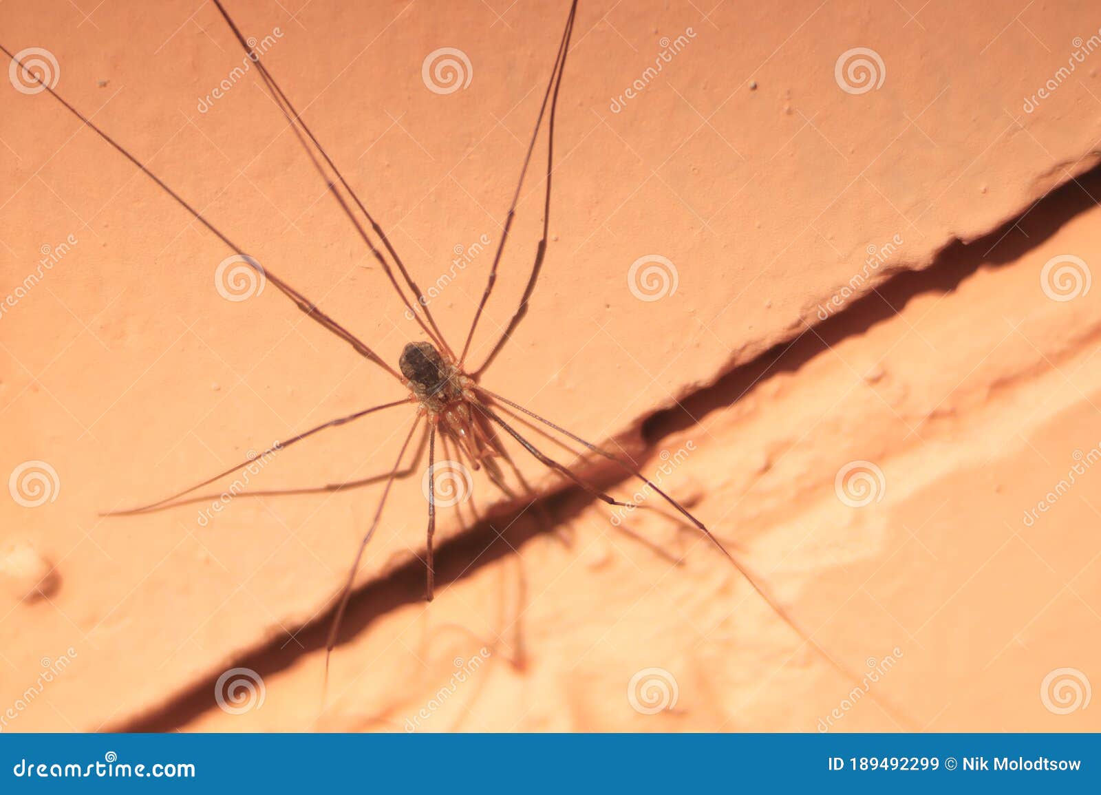 A Large Haymaker Spider Basks in the Sun. Stock Image - Image of hiding ...