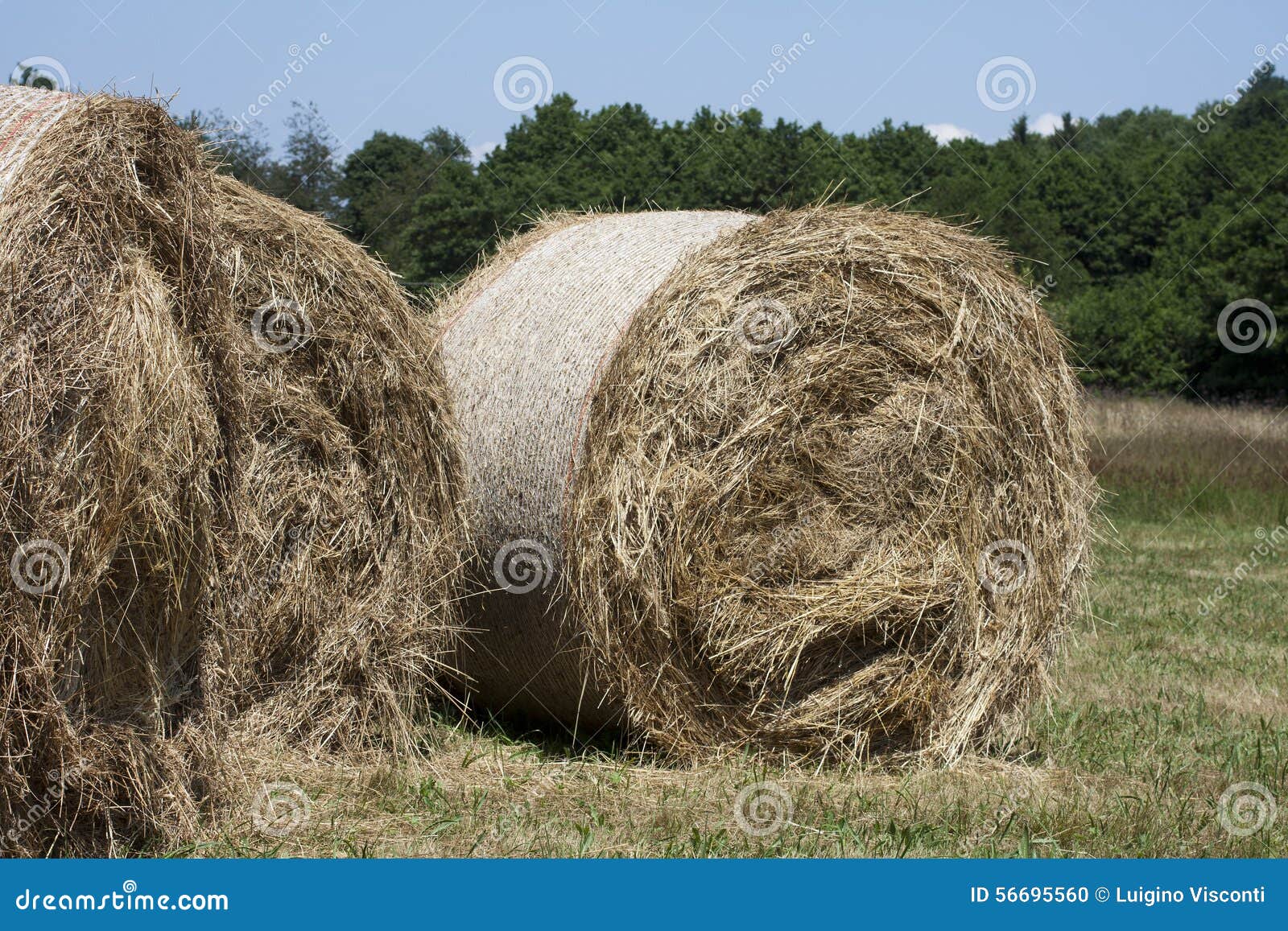 Large haystacks round stock photo. Image of countryside - 56695560