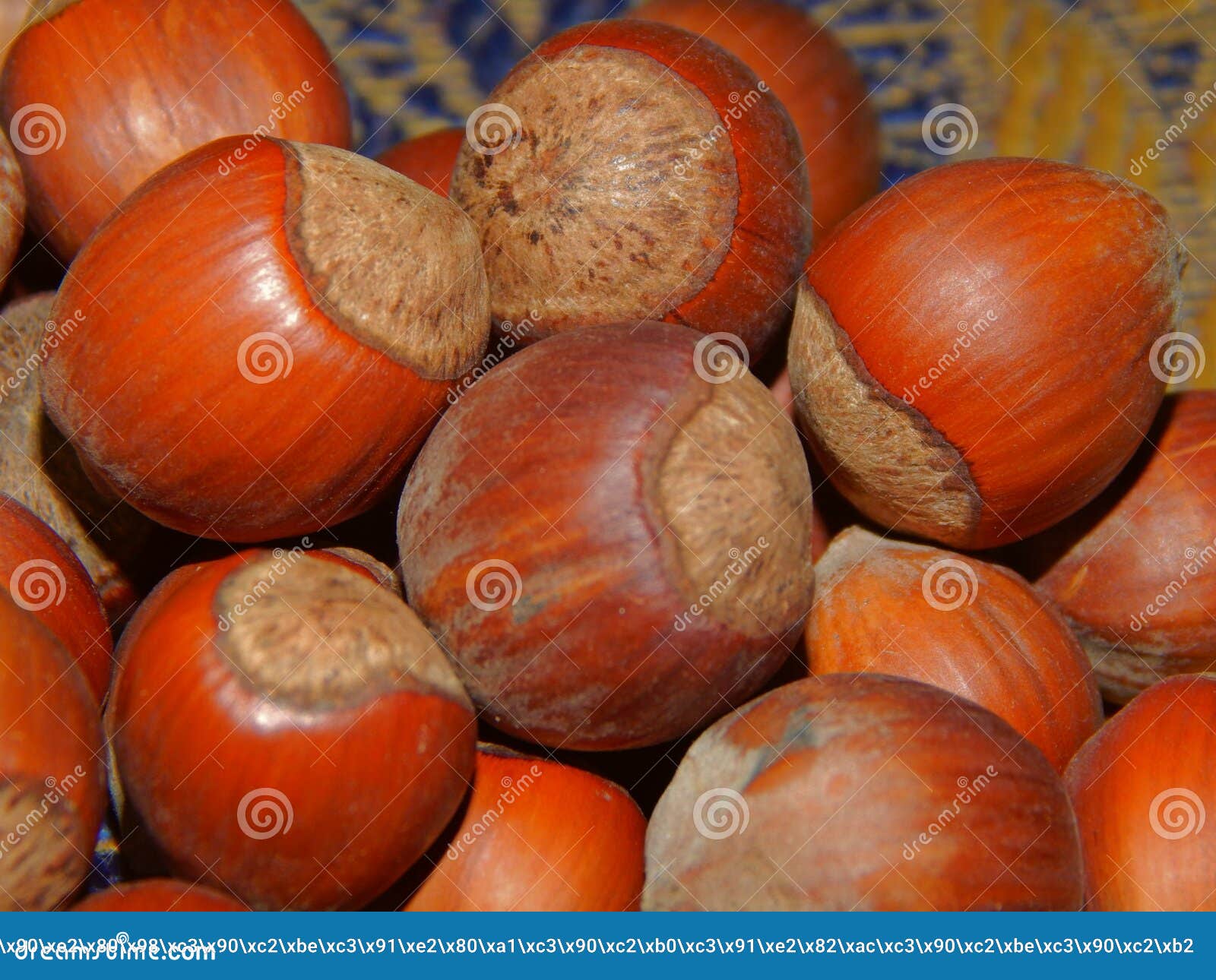 Large Hazelnut. Walnut Background. Background from Hazelnuts. Hazelnuts ...