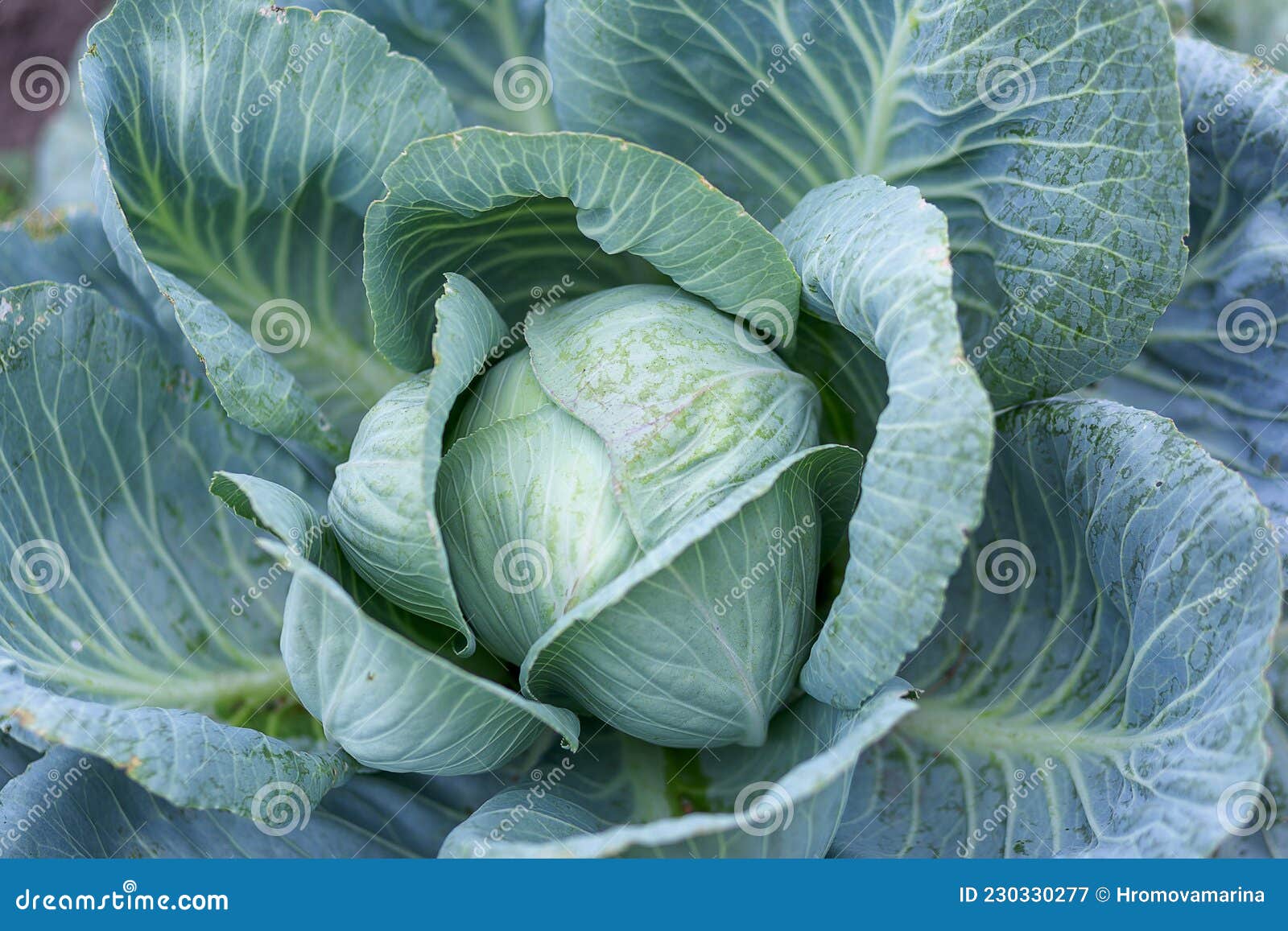 A Large Head of Cabbage in the Garden Bed Stock Image - Image of food ...