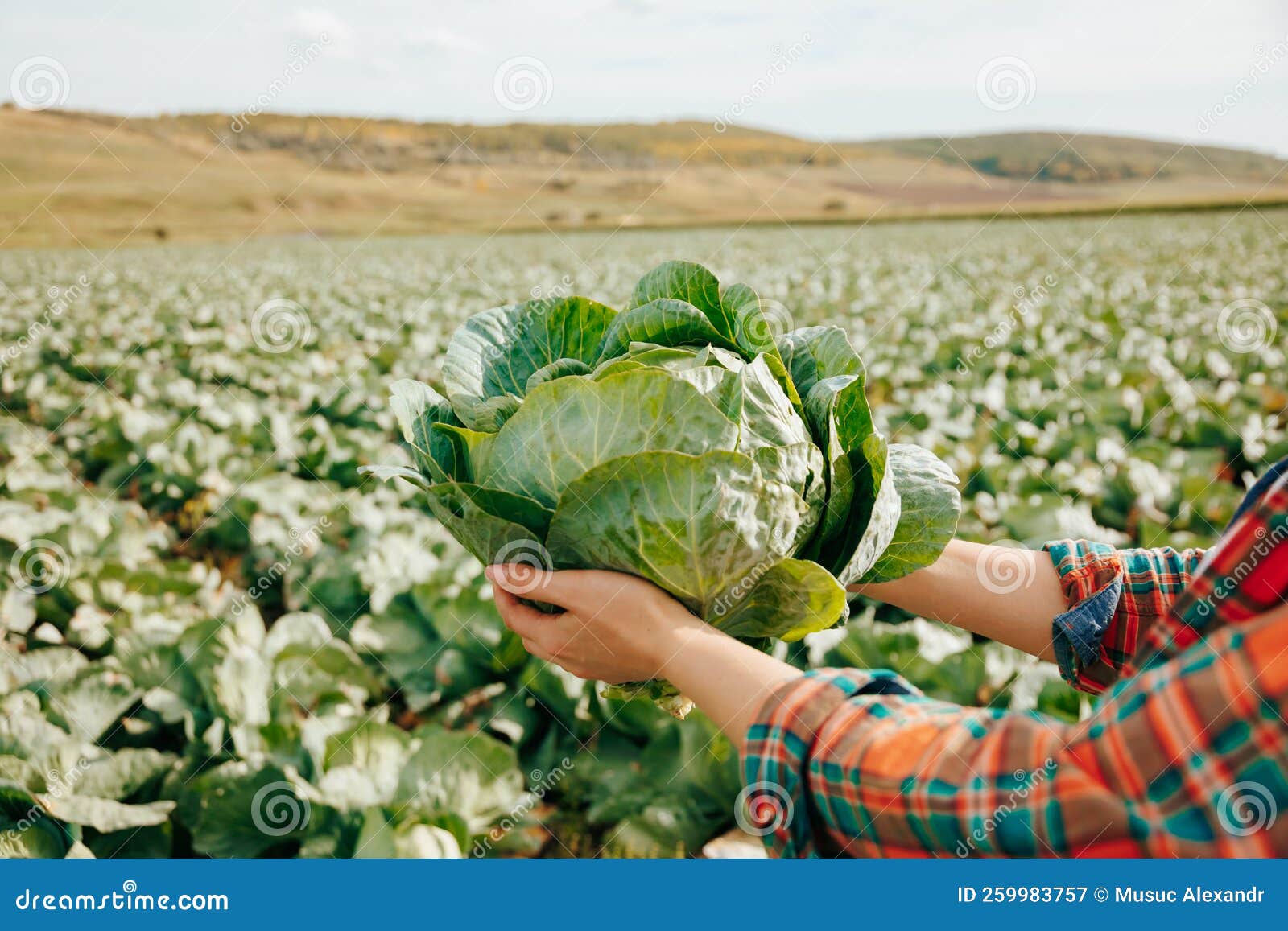 A Large Head of Cabbage in the Hands of a Farmer in an Unrecognizable ...
