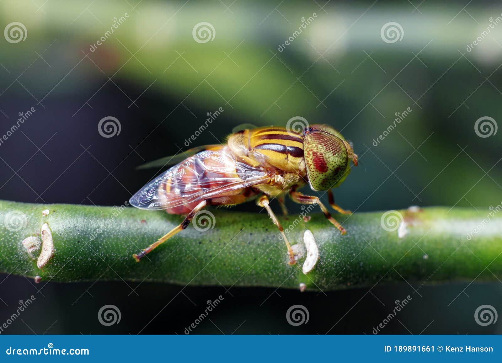 Large head flies stock image. Image of small, head, large - 189891661