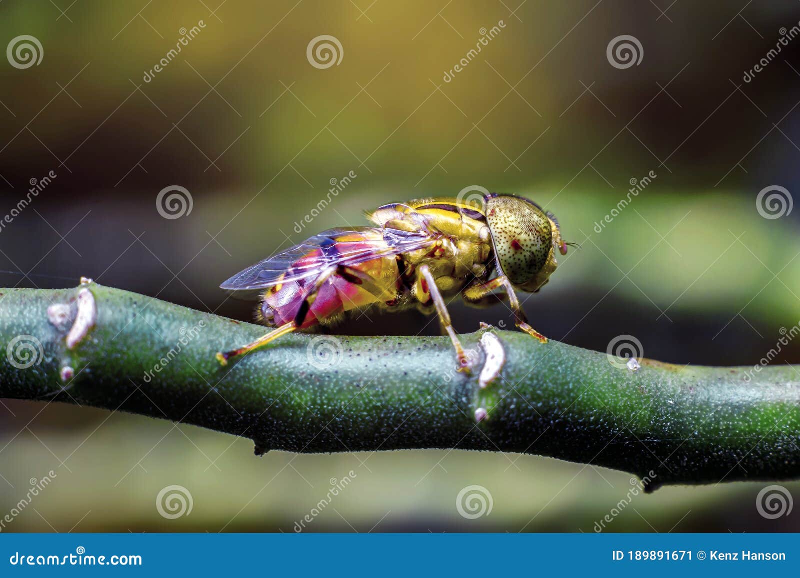 Large head flies stock image. Image of wild, flies, wing - 189891671