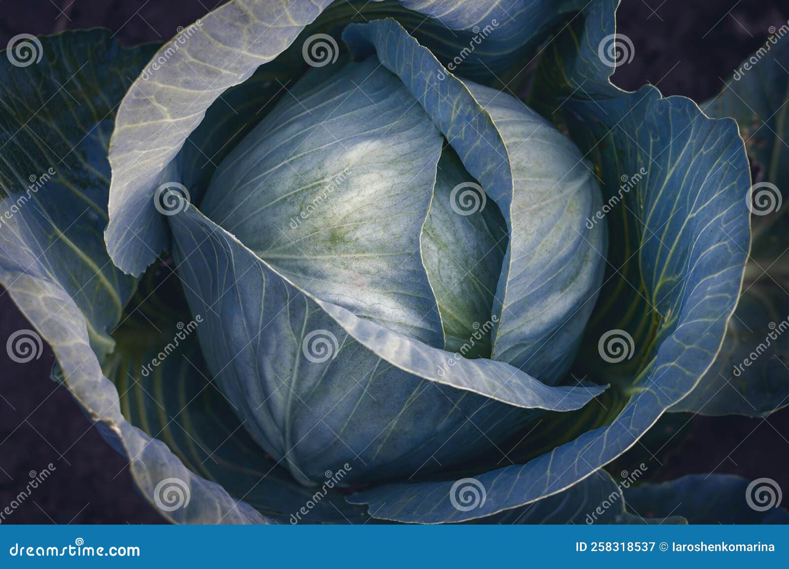 Large Head of Fresh Cabbage Grows in the Garden, Close-up. Stock Image ...