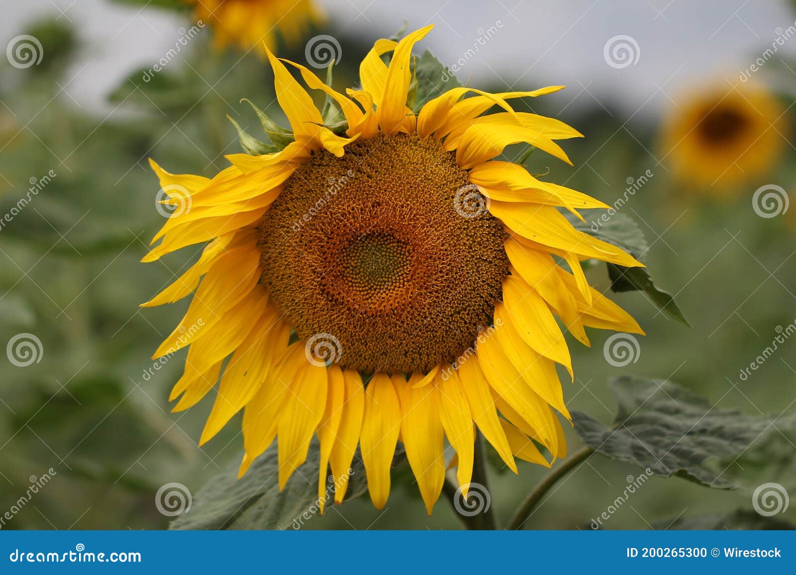 Large Head of a Sunflower Facing the Camera Stock Photo - Image of ...