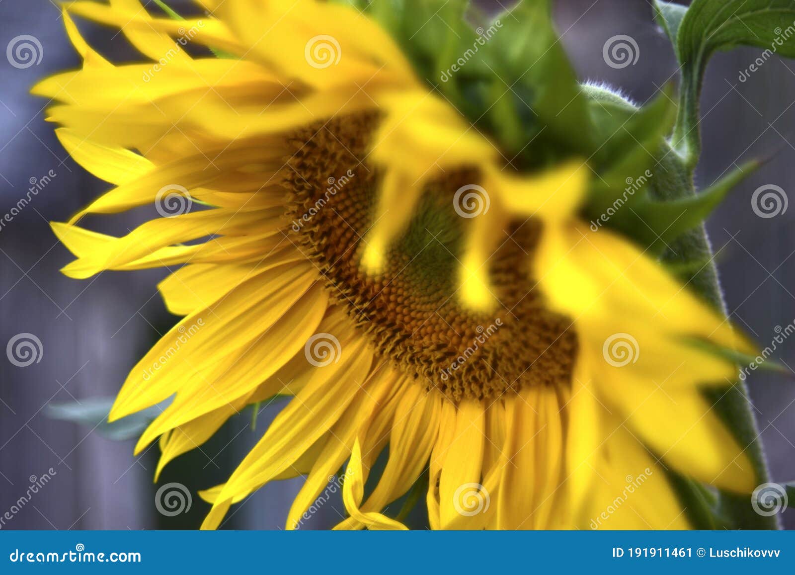 Large Head of a Sunflower Flower in the Evening in the Garden Stock ...