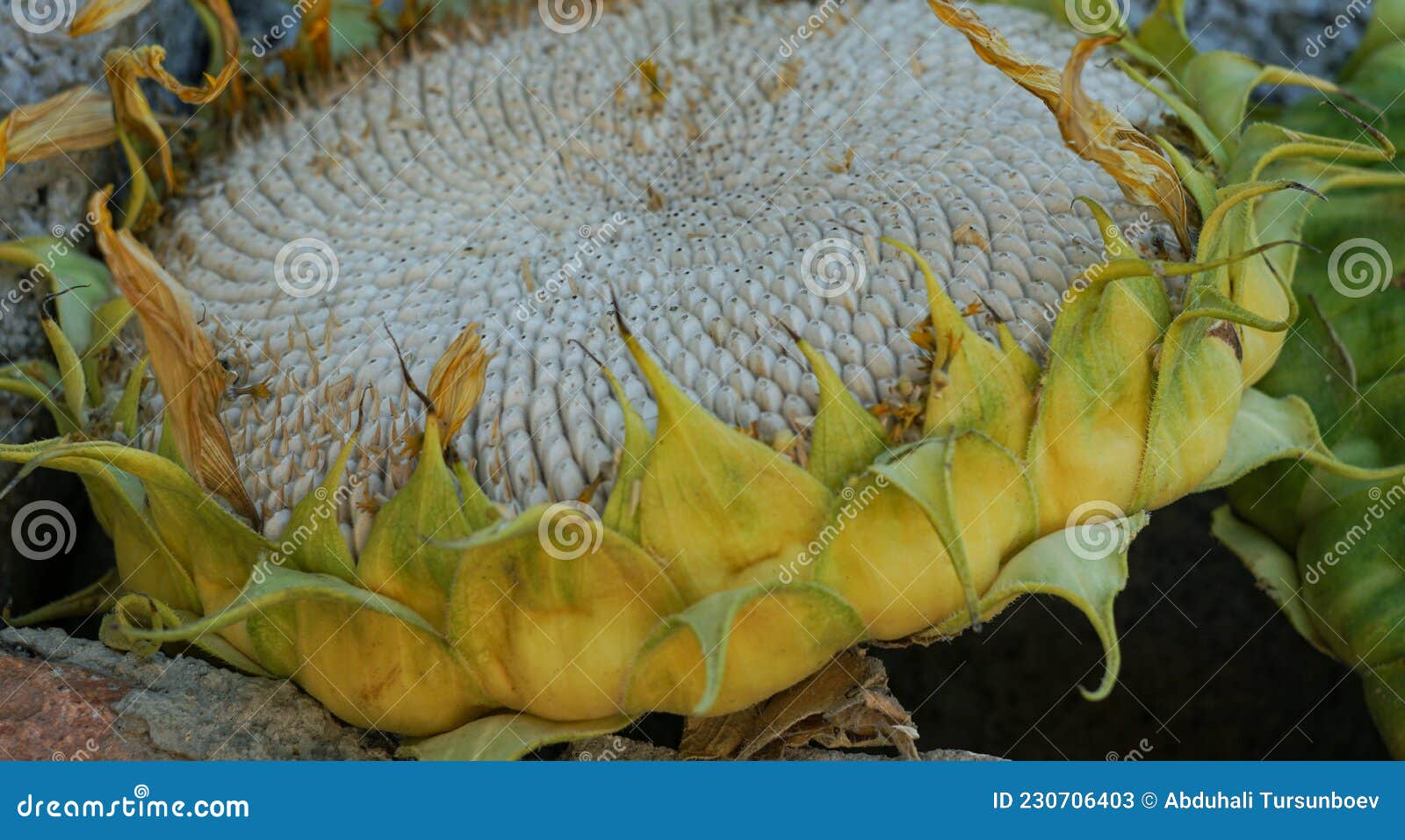 A Large Head of a Sunflower Plant Stock Image - Image of sunflower ...