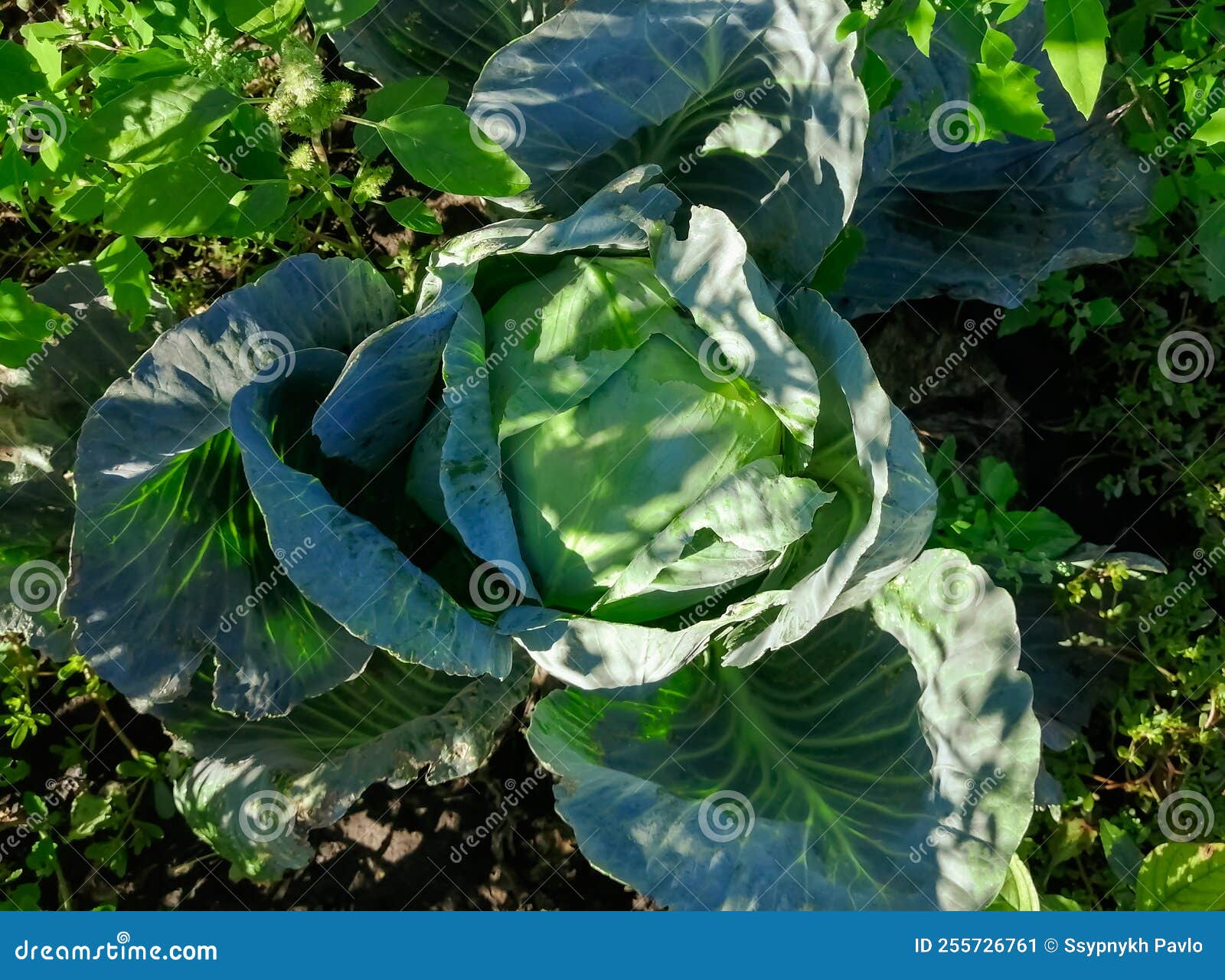 A Large Head of Winter Cabbage Ripens in the Garden. Winter Variety of ...