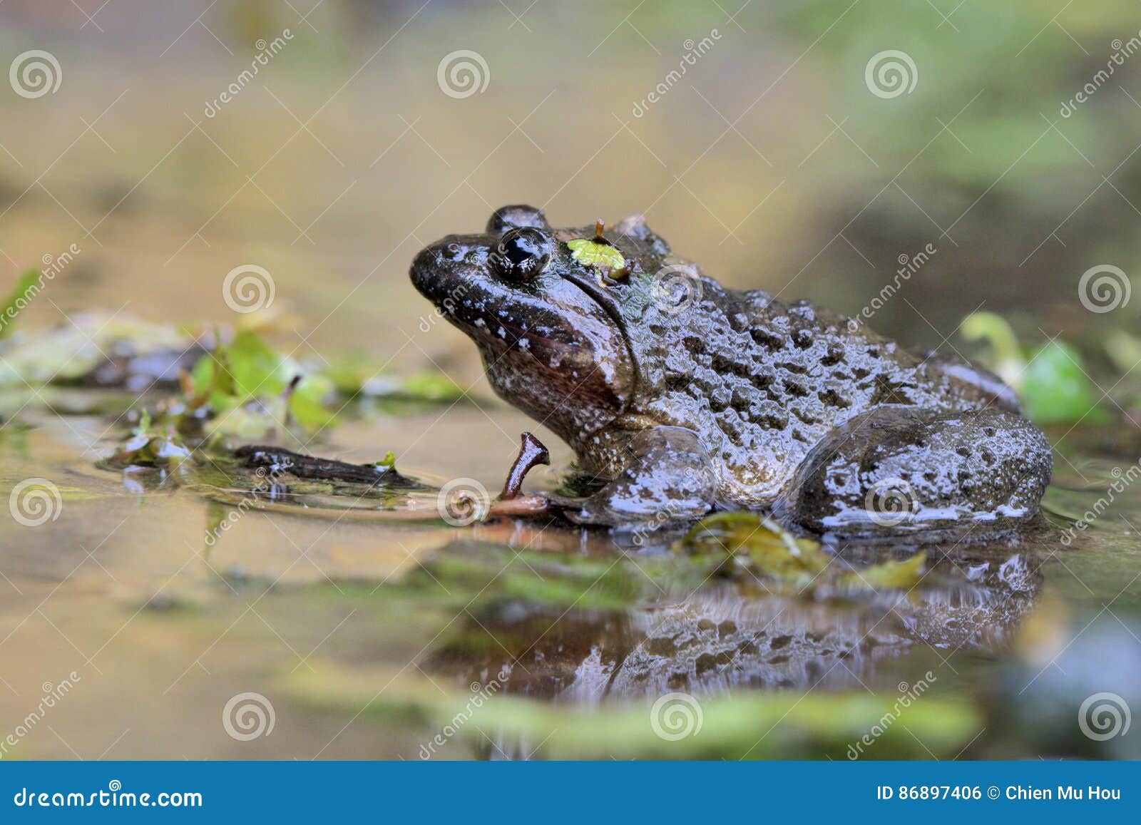 Large-headed frog stock photo. Image of species, hyla - 86897406