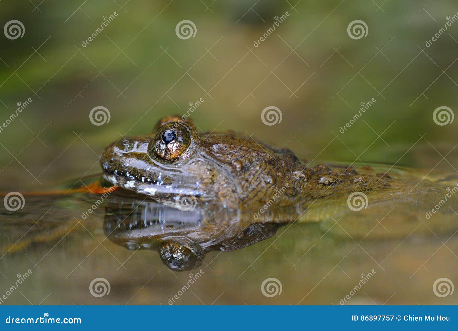 Large-headed frog stock image. Image of stripe, environment - 86897757