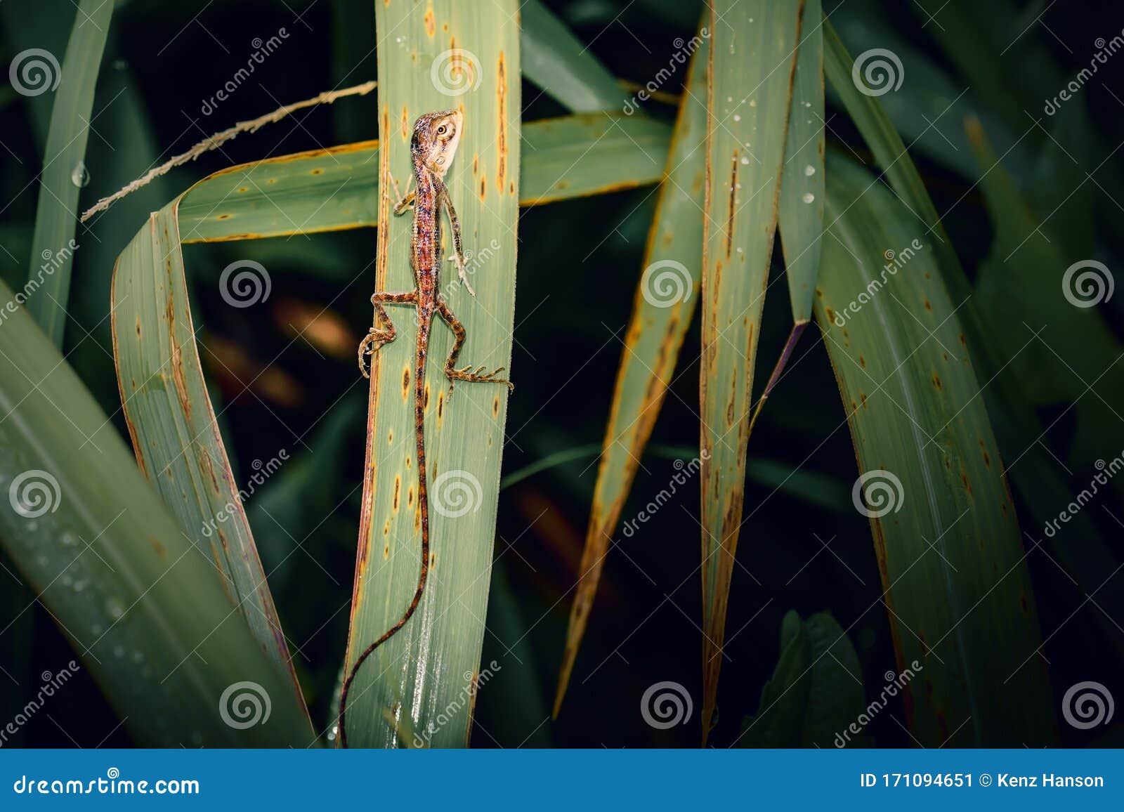 Large-headed Wild Lizard. Insect-eating Reptiles with Many Patterns on ...