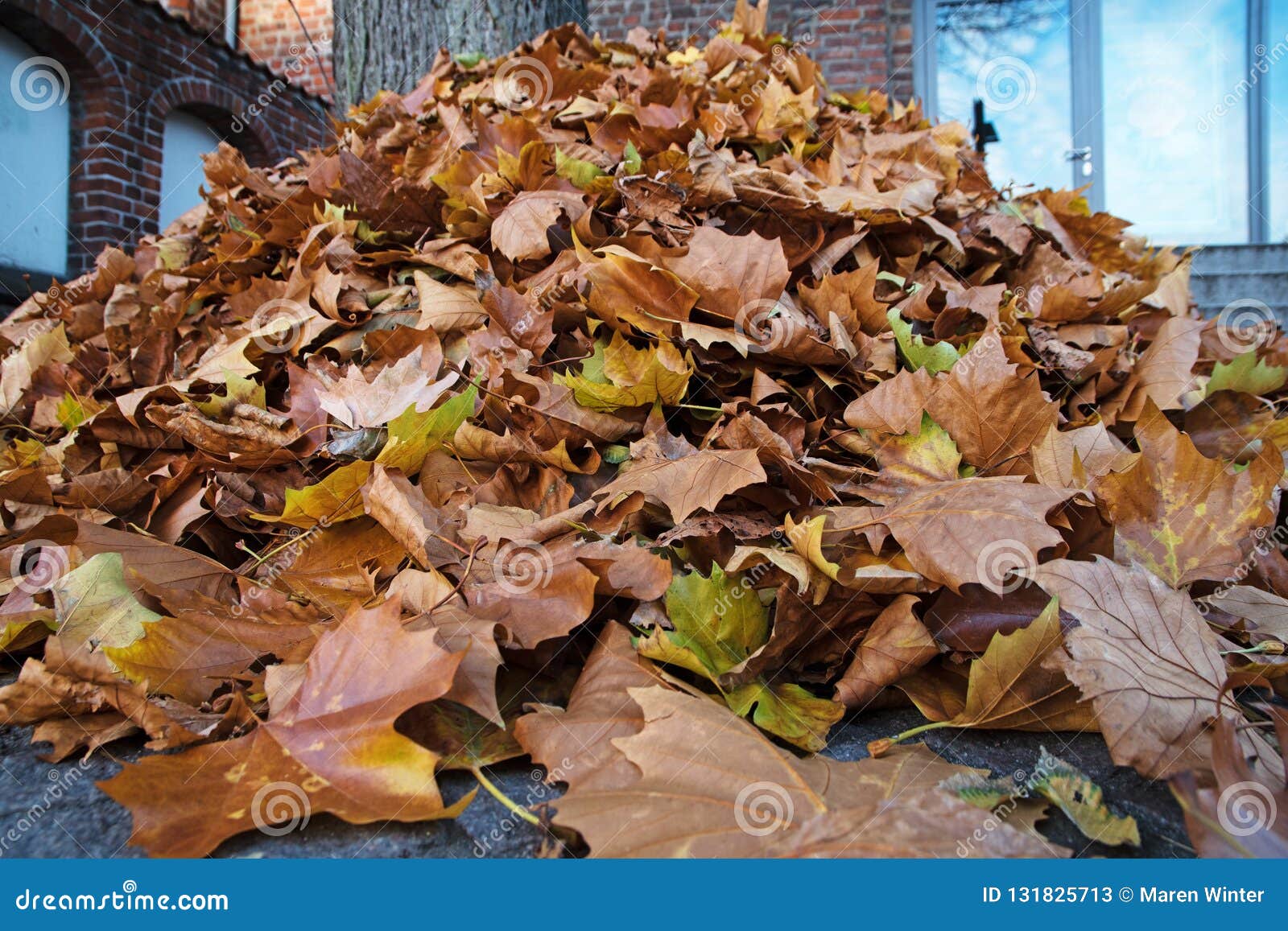 Large Heap of Dry Leaves from a Maple Tree, Autumn Work Stock Image ...