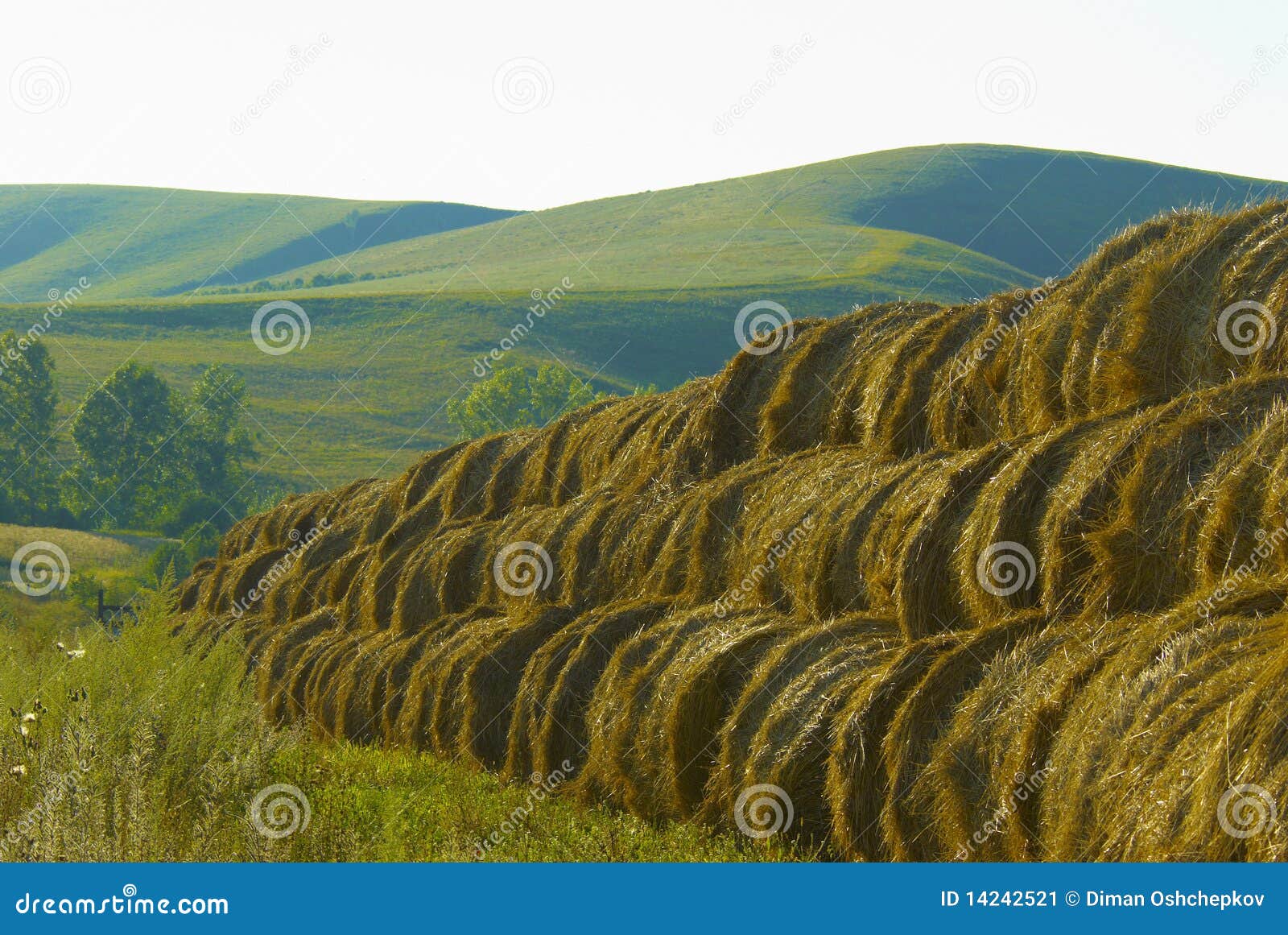 Large heap of hay stock image. Image of color, land, outdoors - 14242521
