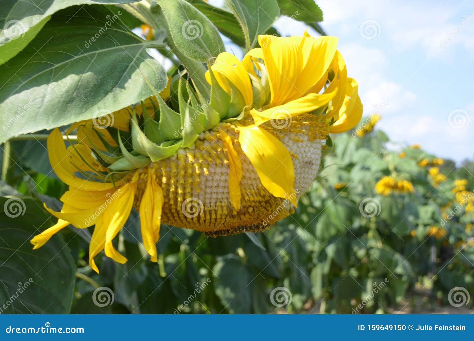 Large Heavy Sunflower stock photo. Image of seed, ripe - 159649150