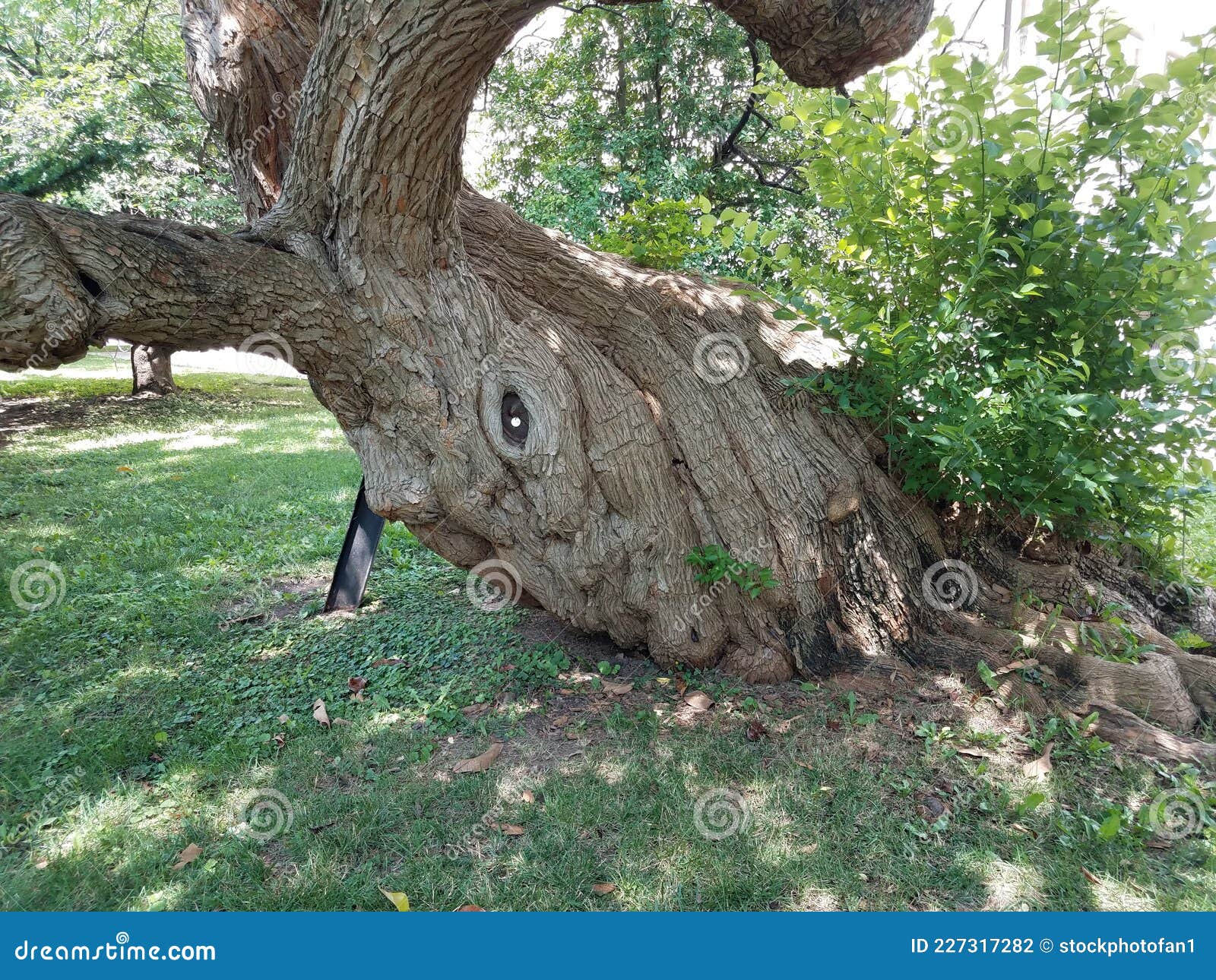 Large Heavy Tree Trunk with Metal Support Beam Stock Photo - Image of ...