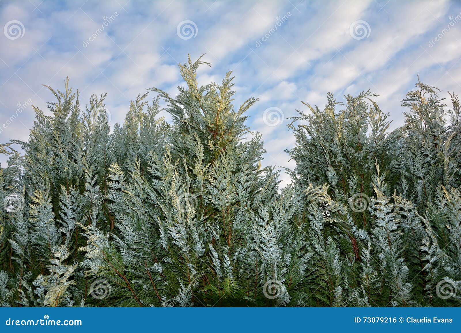 Large Hedge with Blue Sky and Clouds Stock Photo - Image of large ...
