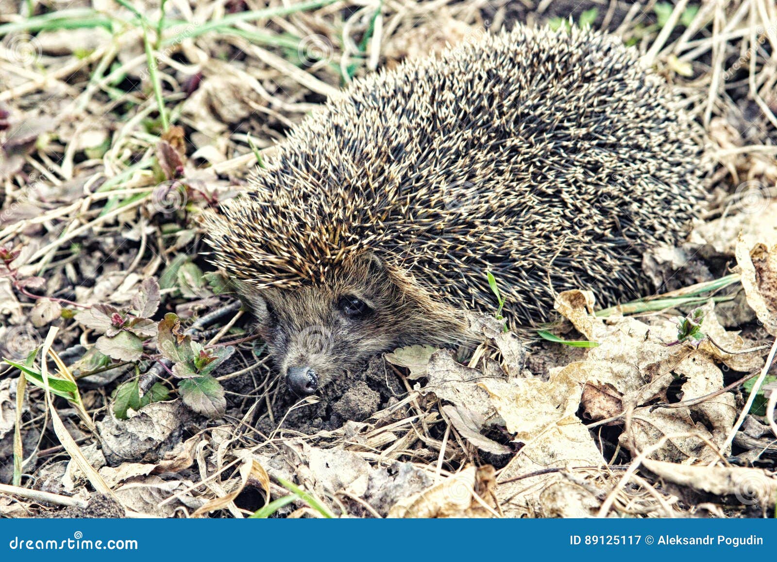 Large Hedgehog in the Fall Leaves Close Up Stock Image - Image of ...