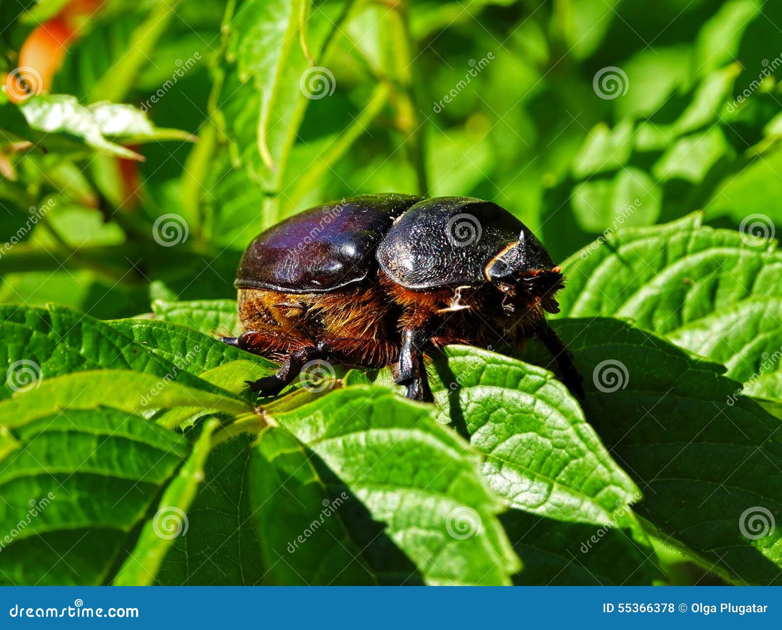 Large Hefty Black Beetle, Big Scarab Beetle Sit on Green Leaves Stock ...