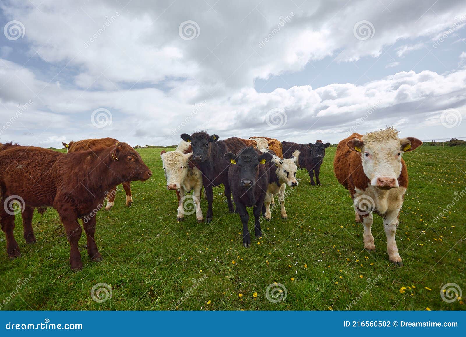 Large Herd of Cows and Calves in the Open Field Stock Photo - Image of ...