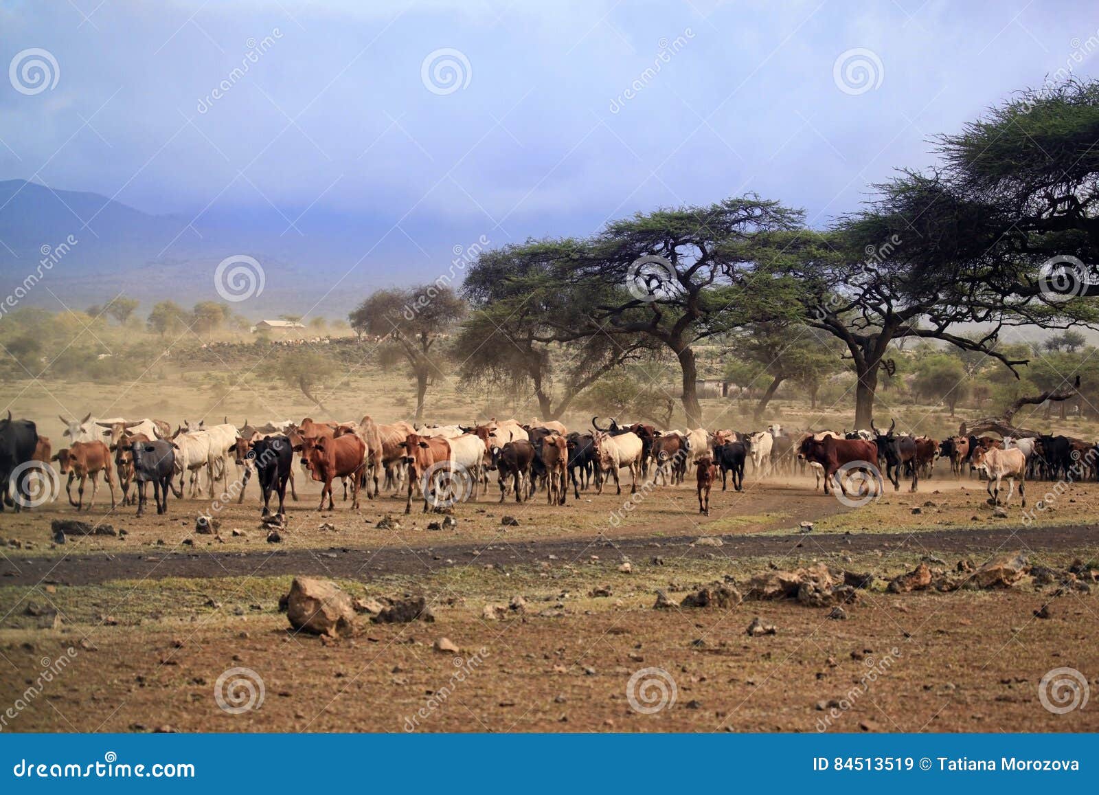 Large Herd of Cows in Kenya Stock Image - Image of african, shepard ...