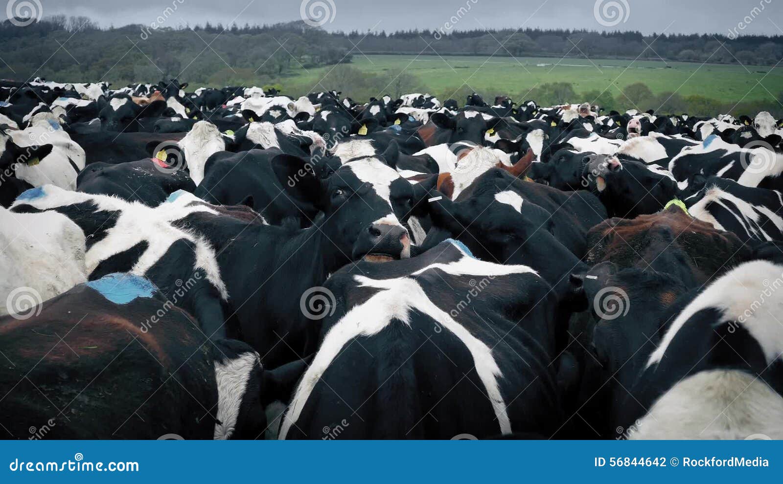 Large Herd of Cows Shoving and Mounting Stock Footage - Video of dairy ...
