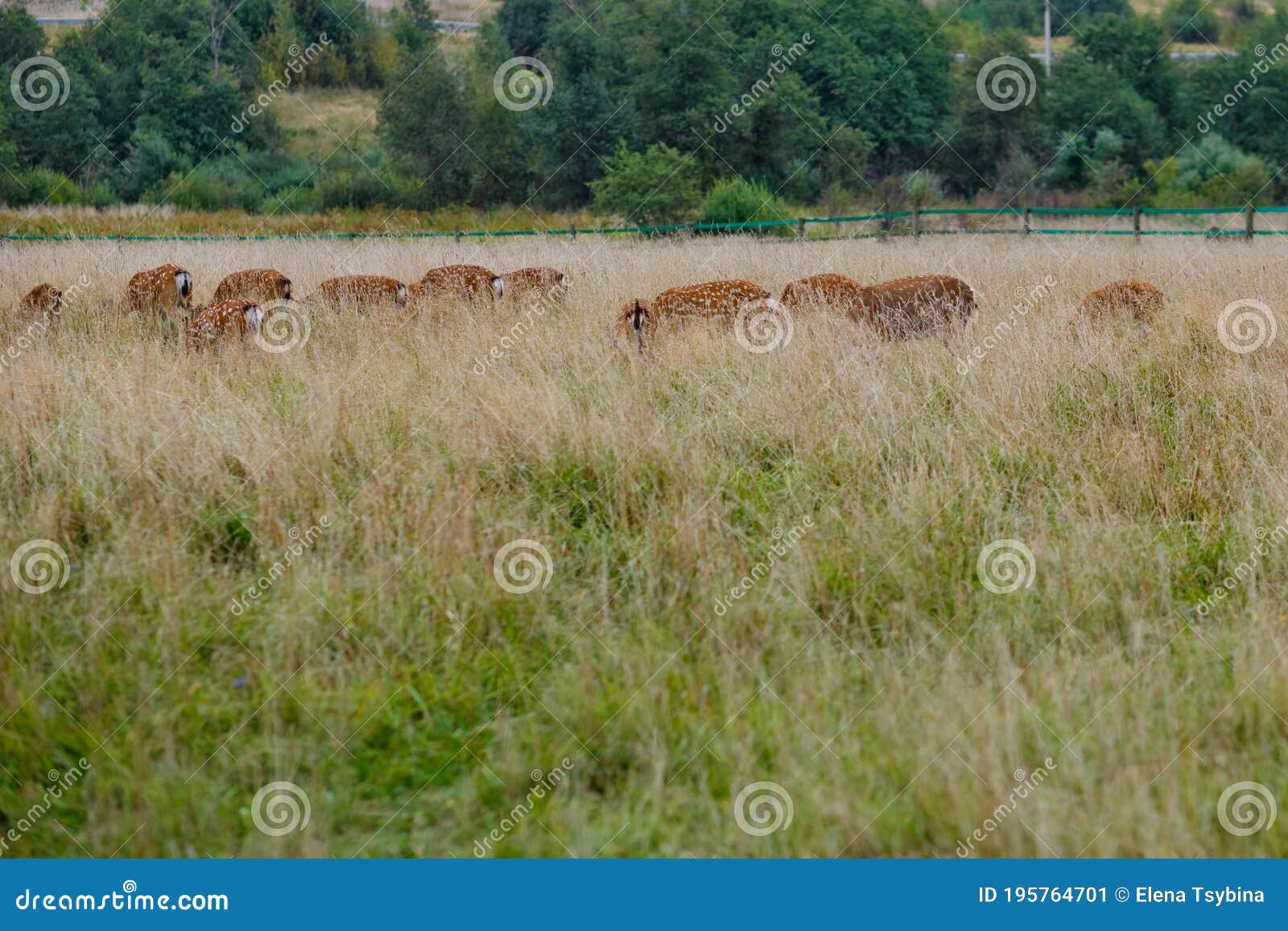 A Large Herd of Deer in a Field among the Tall Grass. Stock Image ...