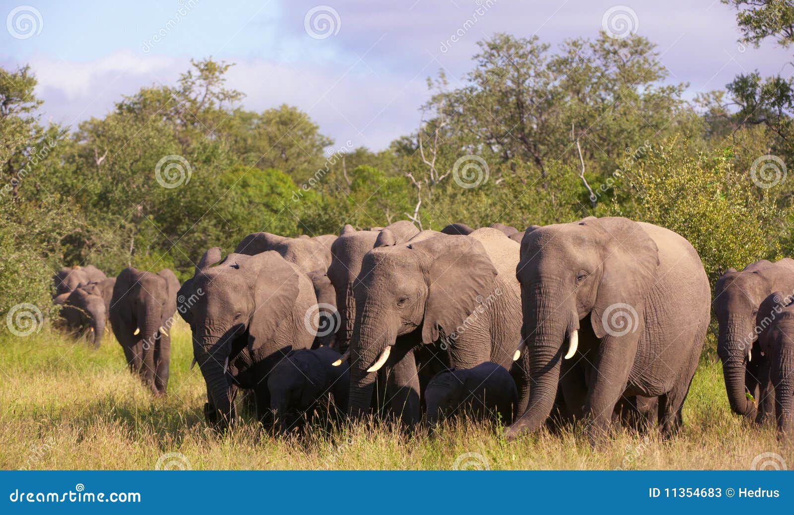 Large herd of elephants stock image. Image of heavy, animal - 11354683
