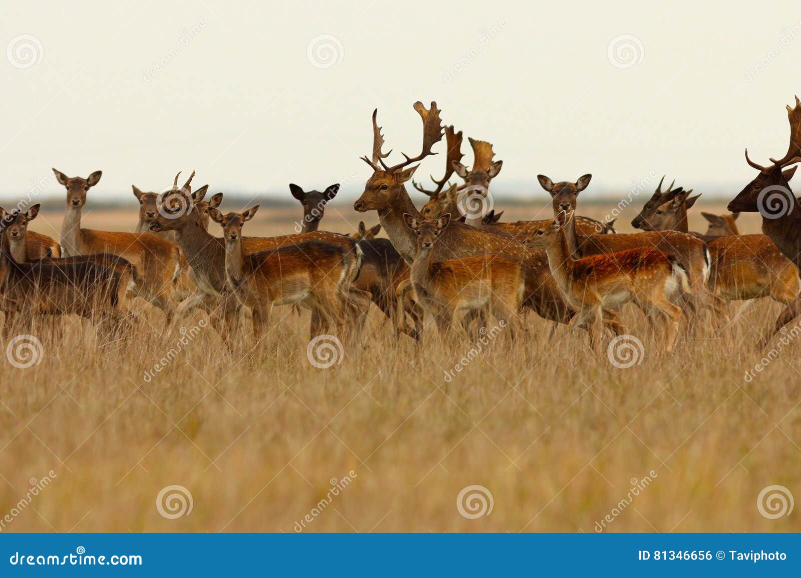 Herd Of Fallow Deer Dama Dama During Summer Afternoon In English ...