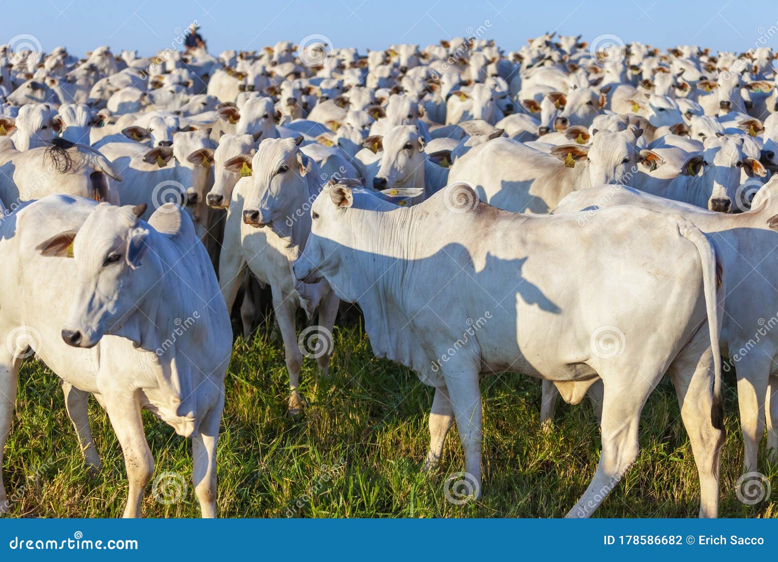 Large Herd of Nellore Cattle on the Farm, Cows and Steers Stock Photo ...