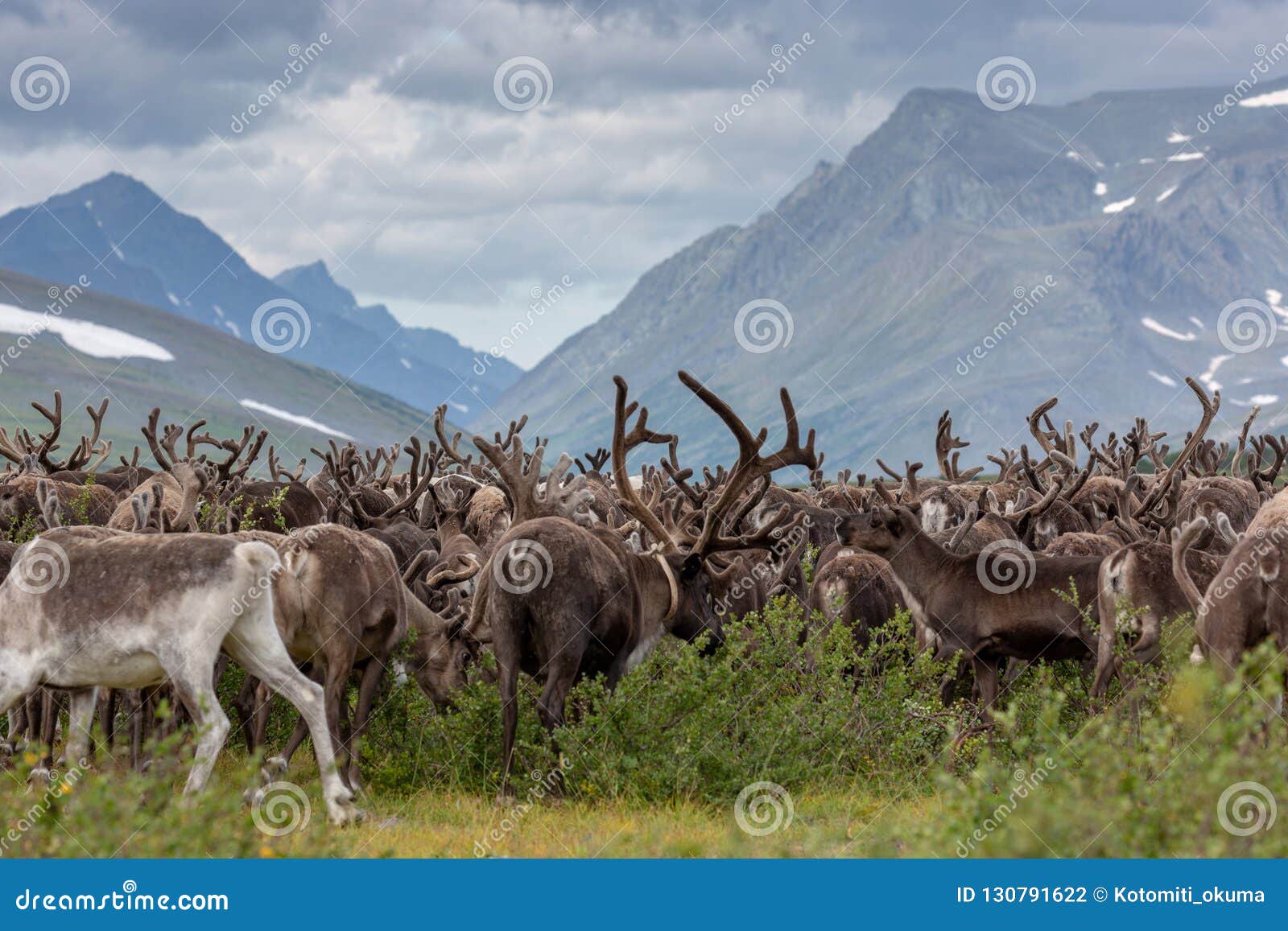 Large Herd of Reindeer in Background of Mountains Stock Photo - Image ...