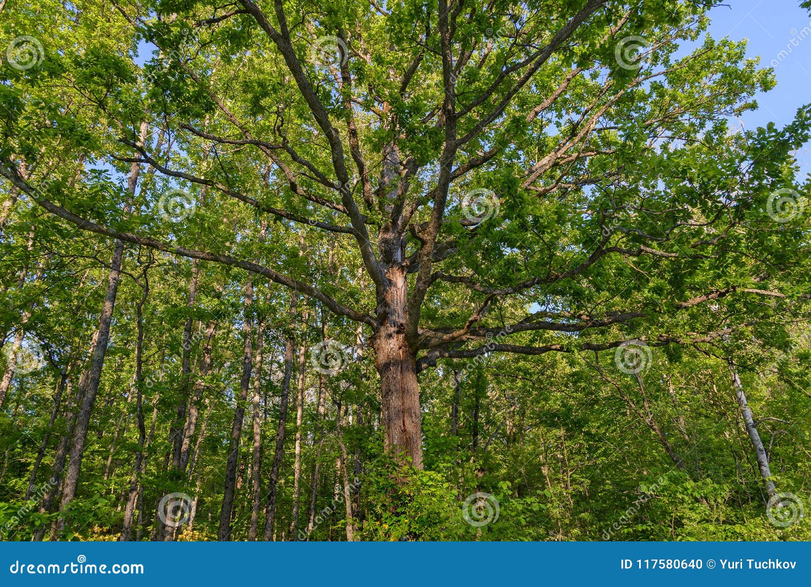 The Large a high oak stock photo. Image of landscape - 117580640