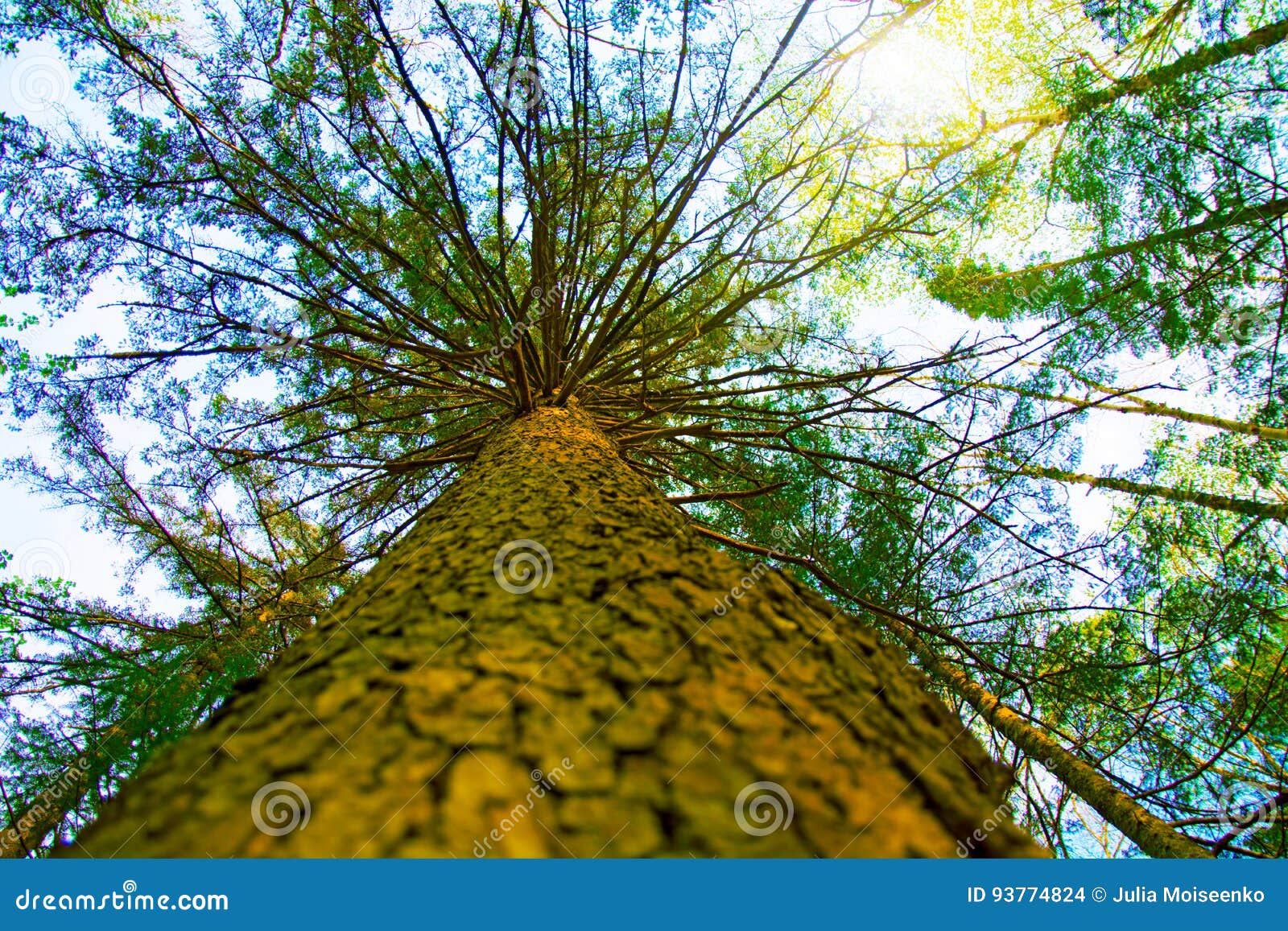 Large, High Pine, Bottom-up View, Beautiful Tree Bottom View. Stock ...