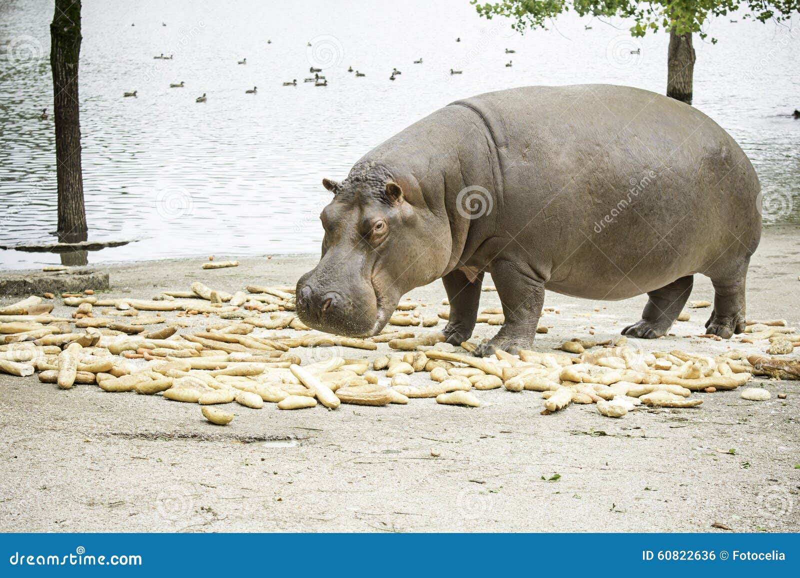 Large hippo with bread stock photo. Image of fresh, feeding - 60822636