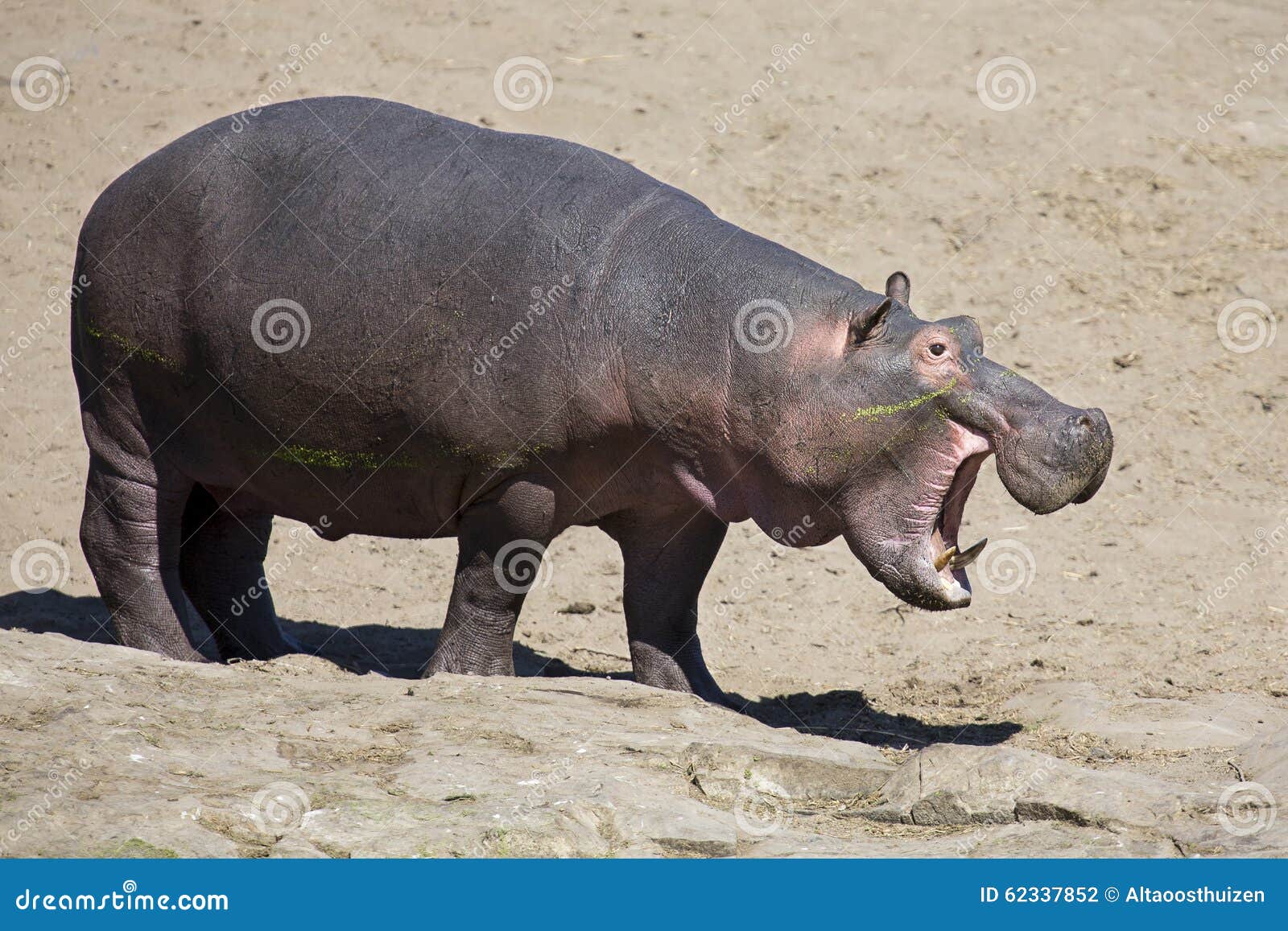 Large Hippo Bull Walking on the Bank of River Stock Photo - Image of ...