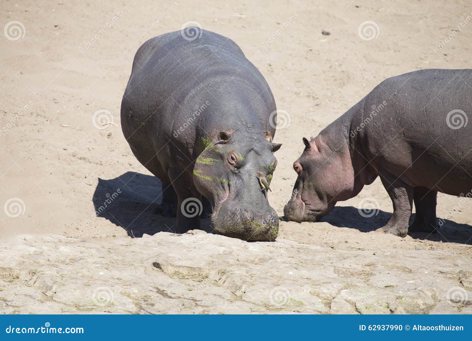 Large Hippo Bull Walking on the Bank of River Stock Photo - Image of ...