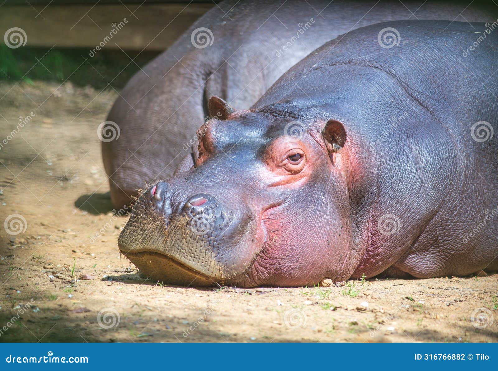 Large Hippo Laying and Resting in a Zoo Stock Photo - Image of resting ...
