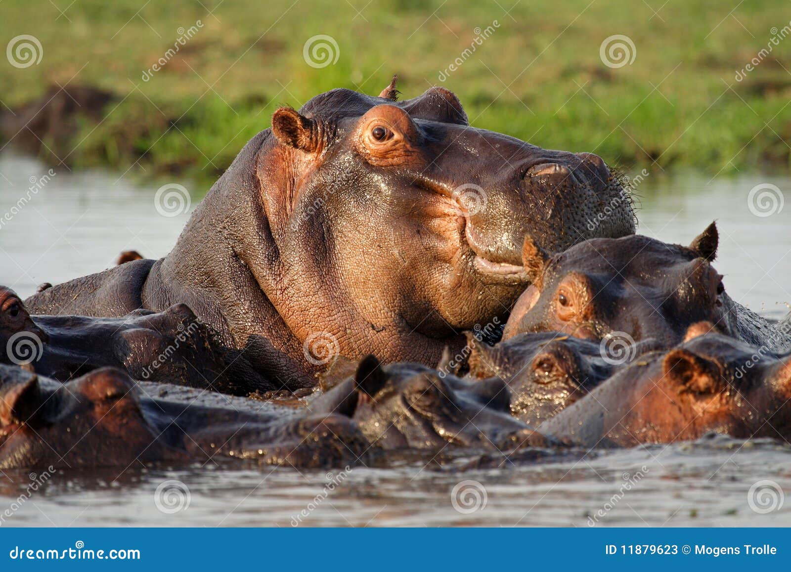 Large Hippo Male in Hippo Pool of the Chobe River Stock Image - Image ...