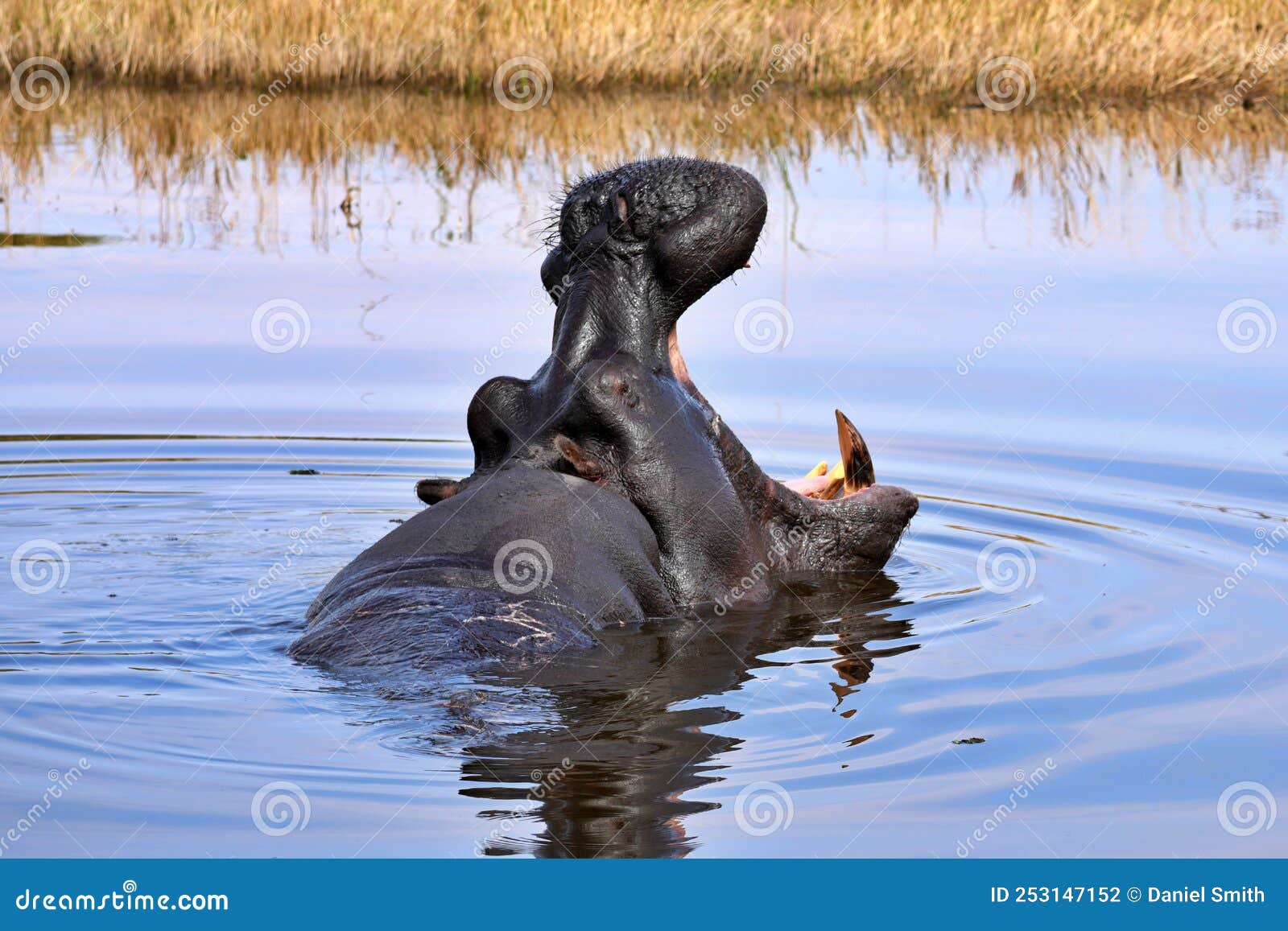 Hippo And Ducks Royalty-Free Stock Photography | CartoonDealer.com ...