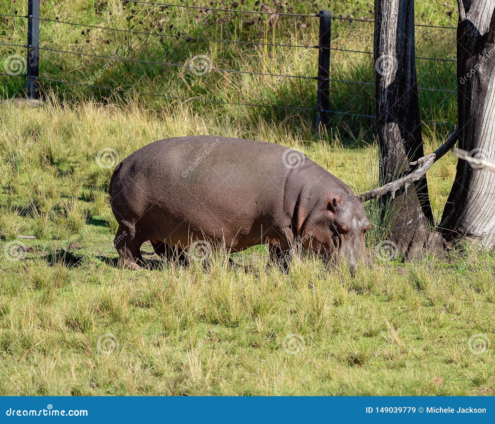 The Aggressive Hippo Eating Stock Image - Image of grass, mammal: 149039779