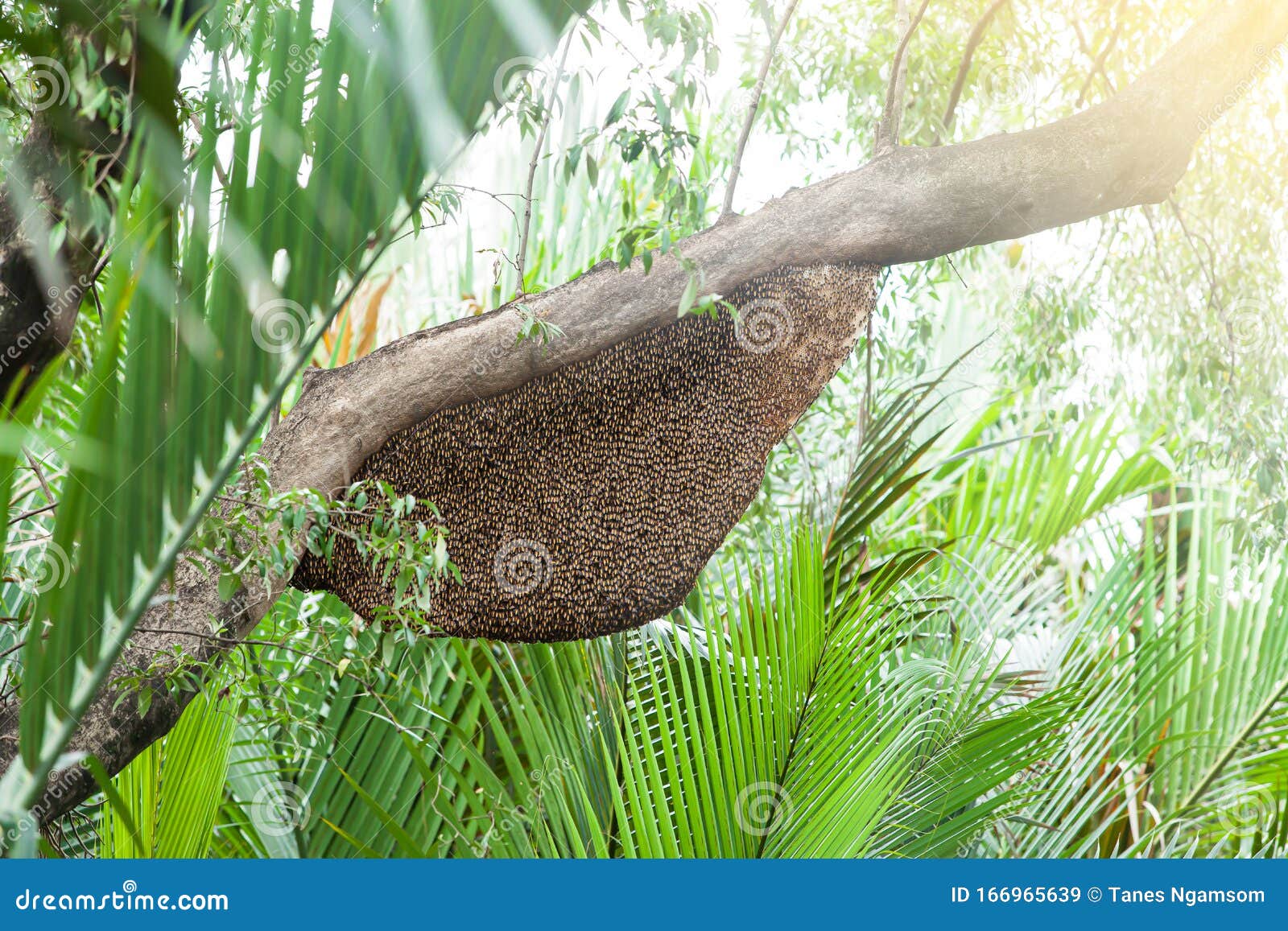 A Large Hive of Asian Honeybee Stock Image - Image of cerana, beehive ...