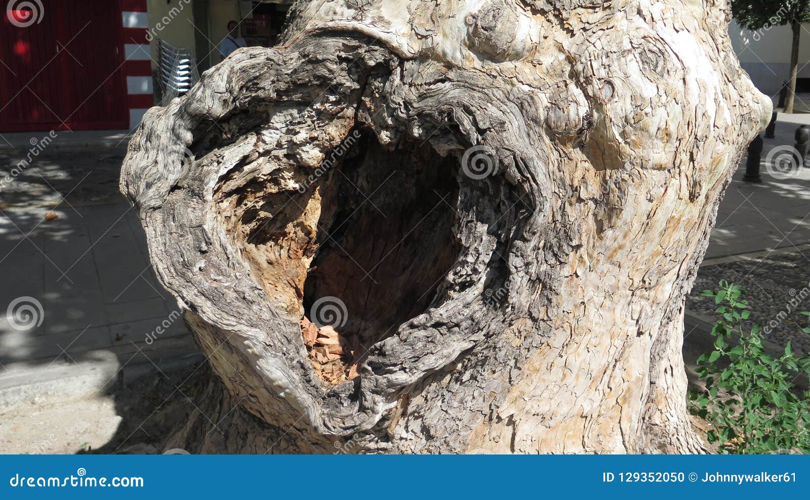 Large Hollow Growth on Tree in Town Square Stock Photo - Image of thick ...