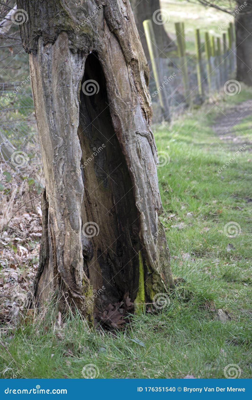 Large Hollow Inside Tree Trunk Stock Photo - Image of hole, still ...